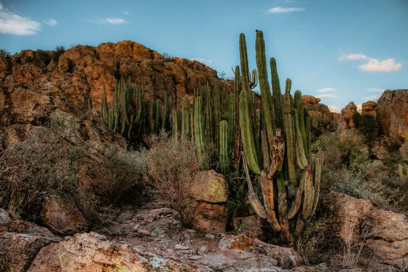 Hd Wallpaper Cactus Photos, Download The BEST Free Hd Wallpaper Cactus ...