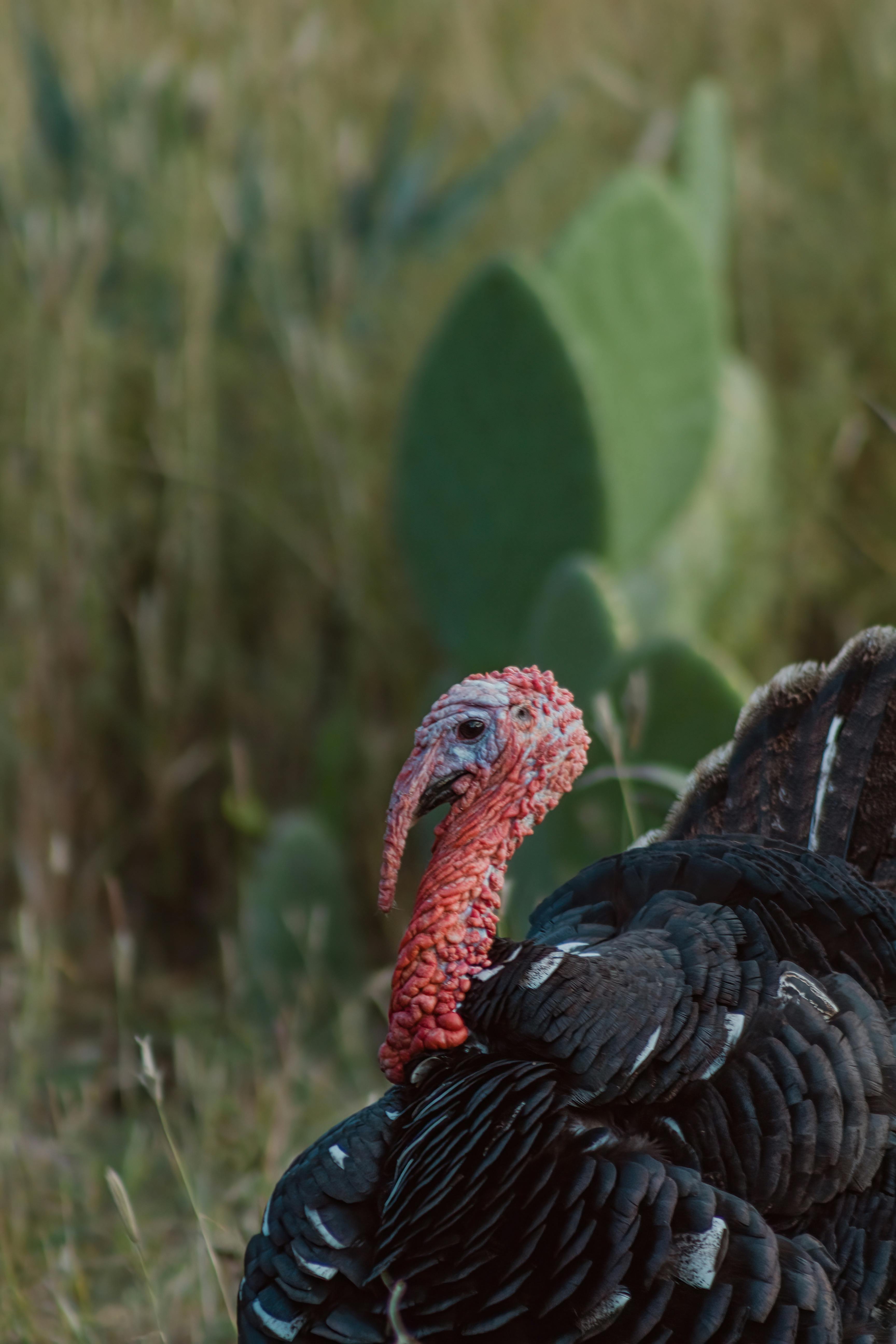 Close up of Hen · Free Stock Photo