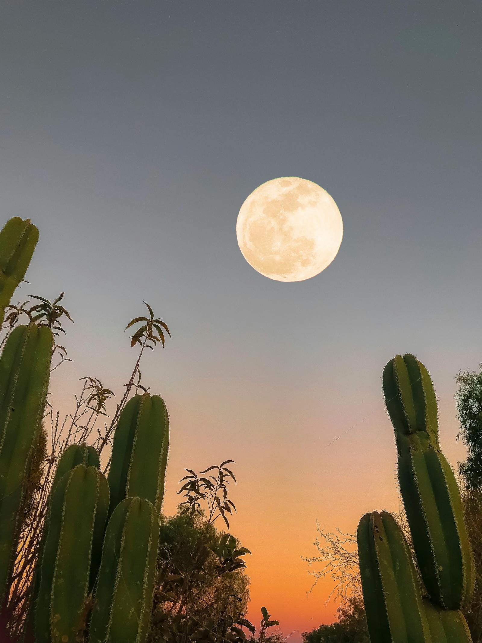 Cactus Sunset Photos, Download The BEST Free Cactus Sunset Stock Photos ...