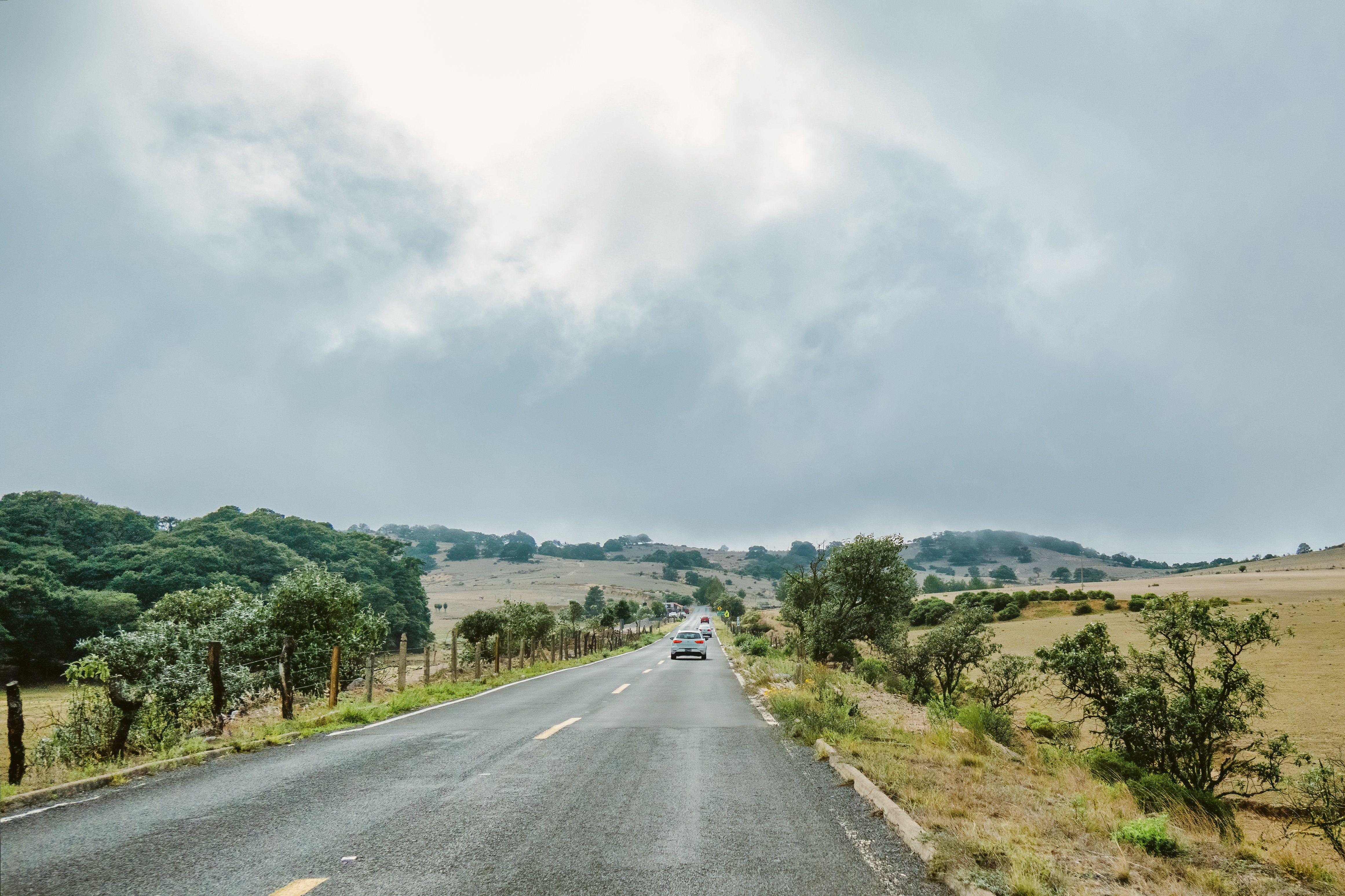 Overcast over Trees on Grassland · Free Stock Photo