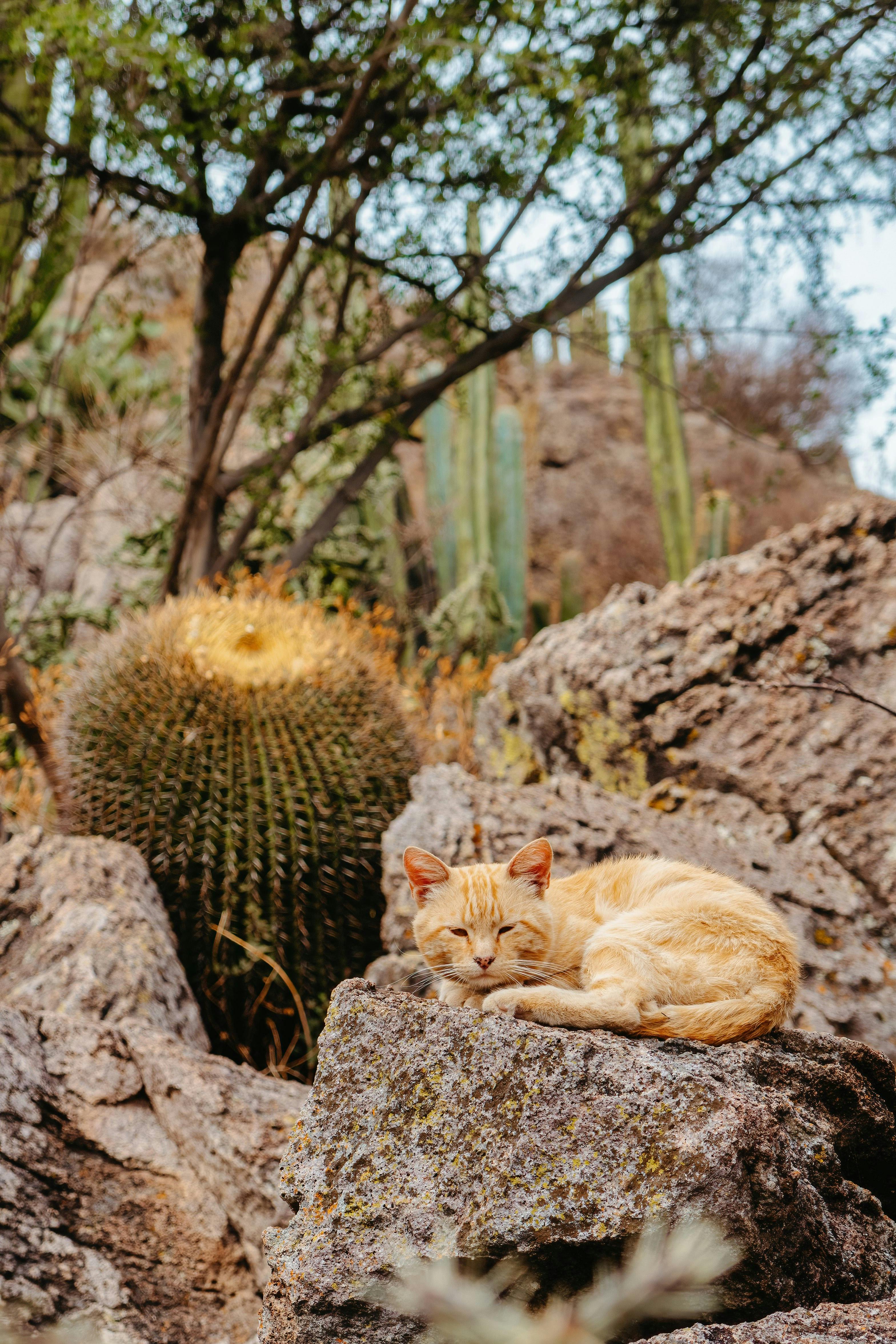 Cactus Tour Photos, Download The BEST Free Cactus Tour Stock Photos ...