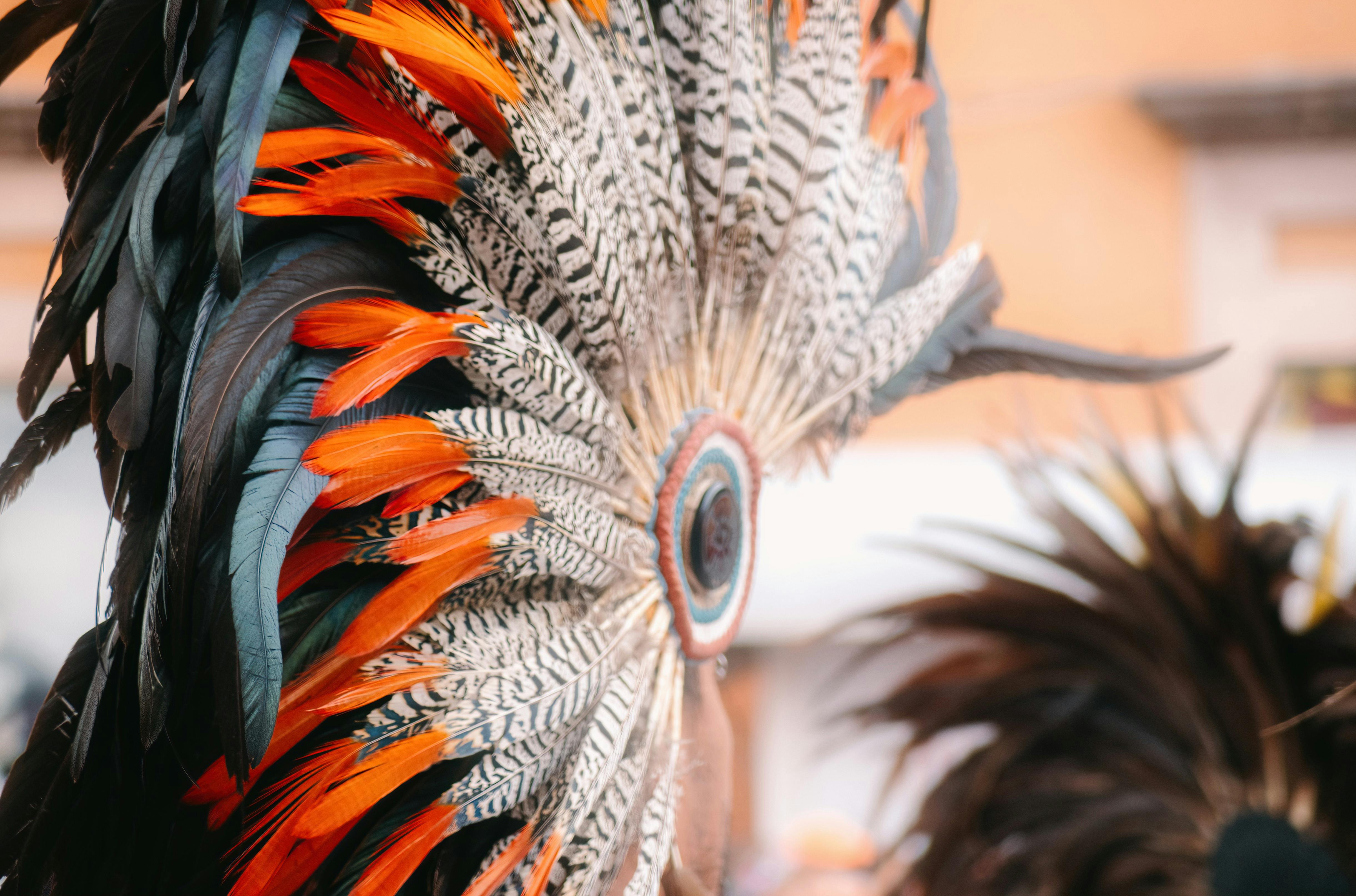 Close-Up Photo of Feather · Free Stock Photo