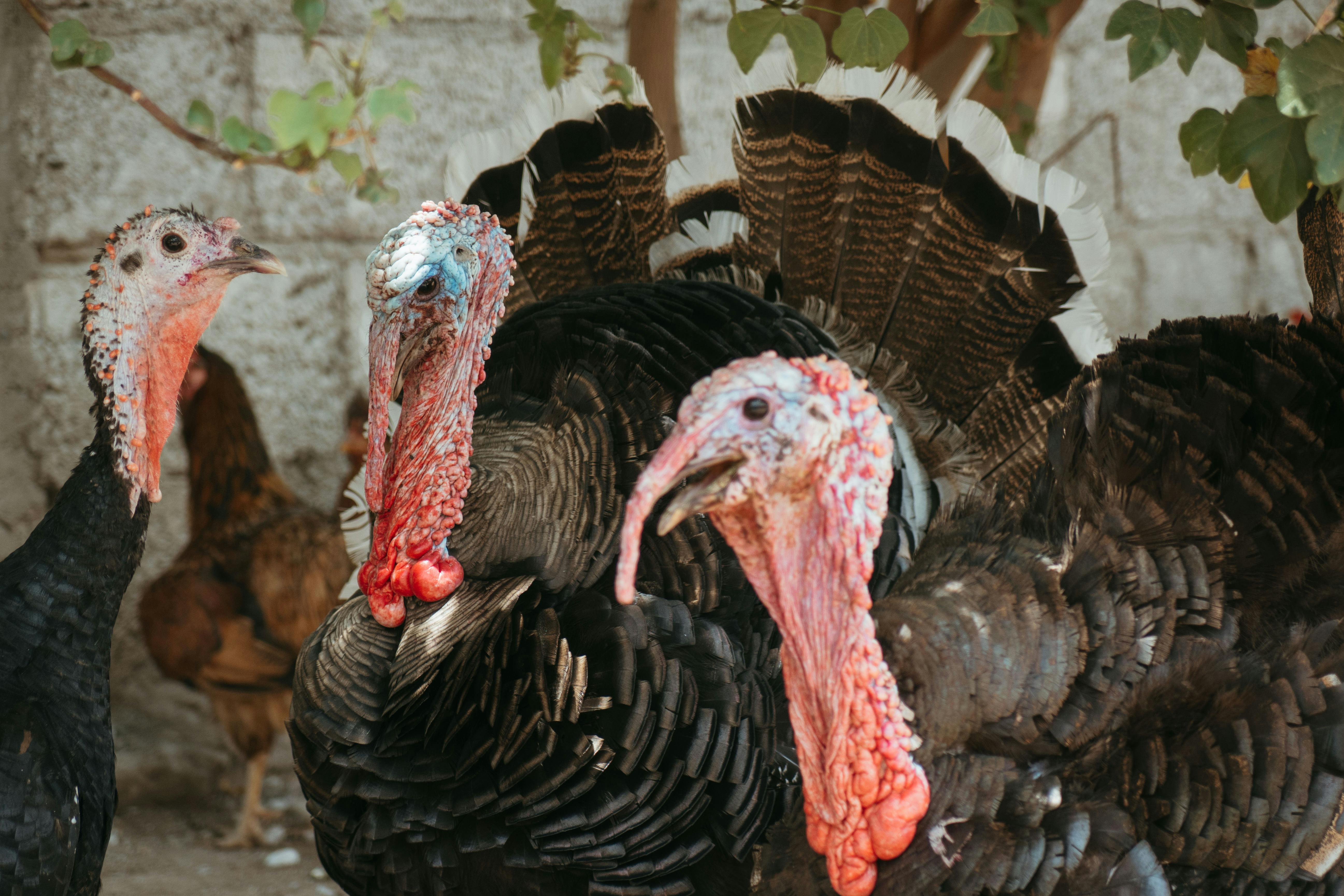Turkeys Photos, Download The BEST Free Turkeys Stock Photos & HD Images