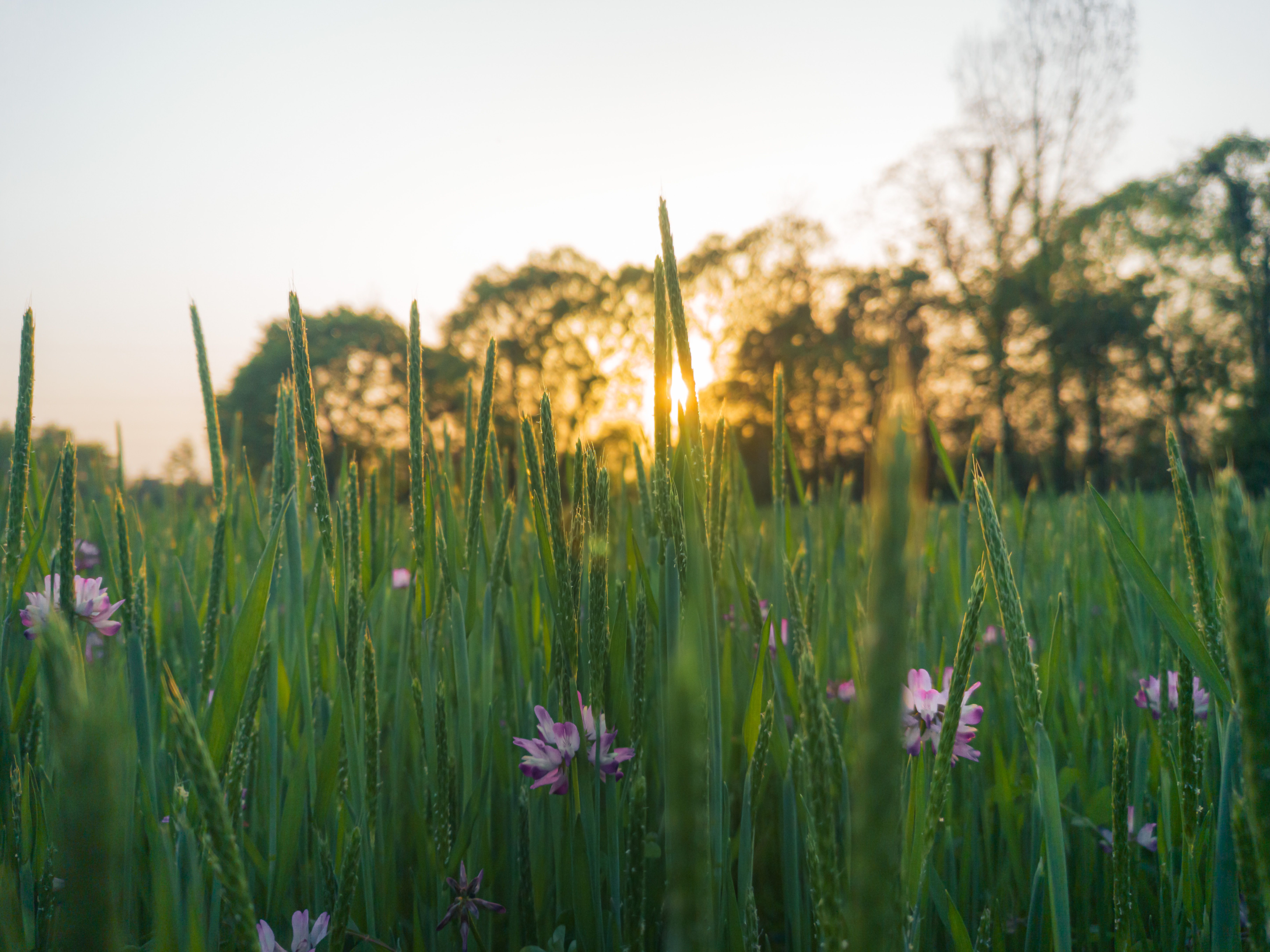 Grass Field at Sunset · Free Stock Photo