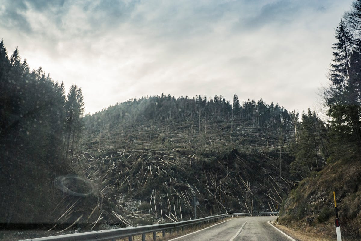 Deforestation Photos, Download The BEST Free Deforestation Stock Photos ...