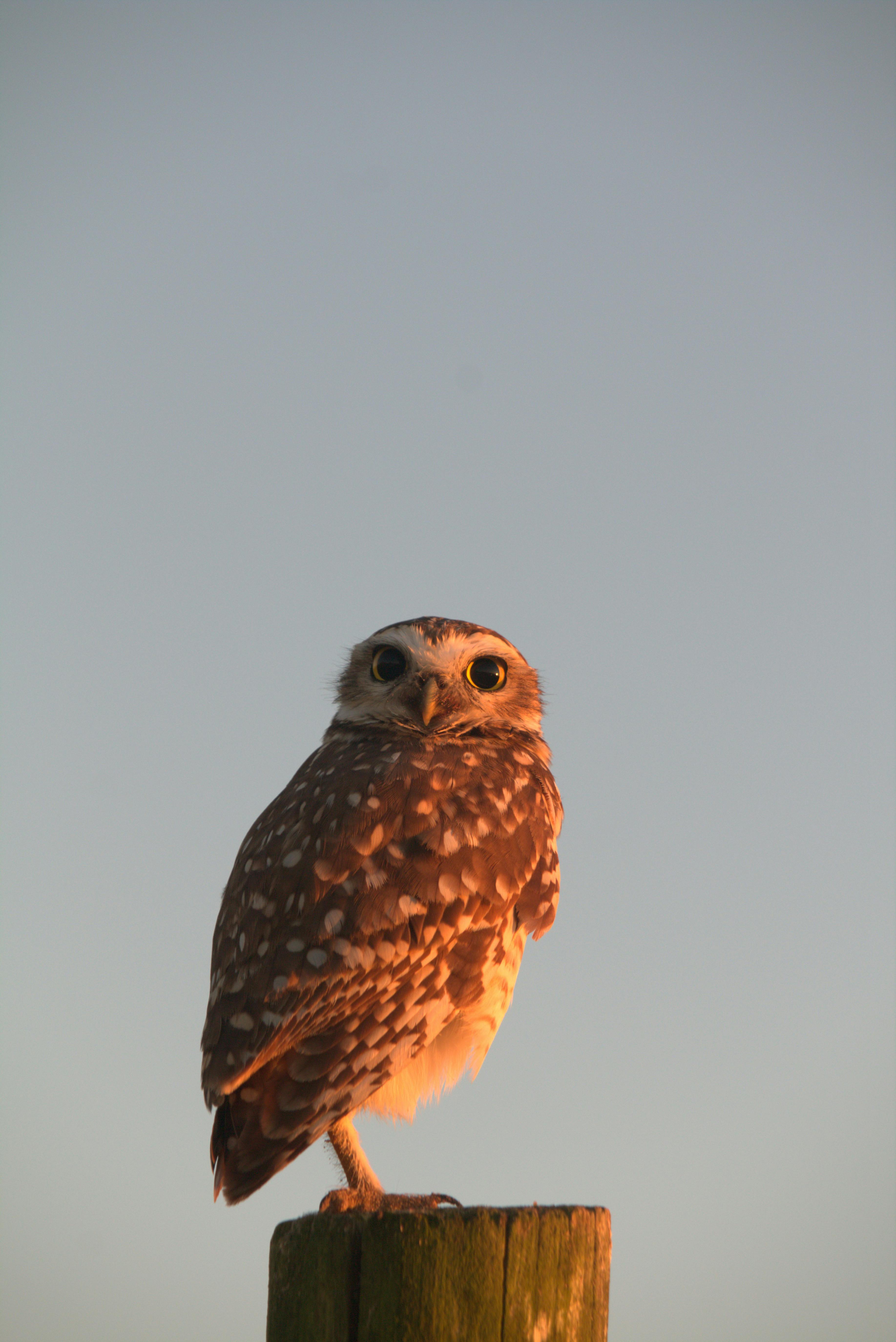 Screen Owl Photos, Download The BEST Free Screen Owl Stock Photos & HD ...