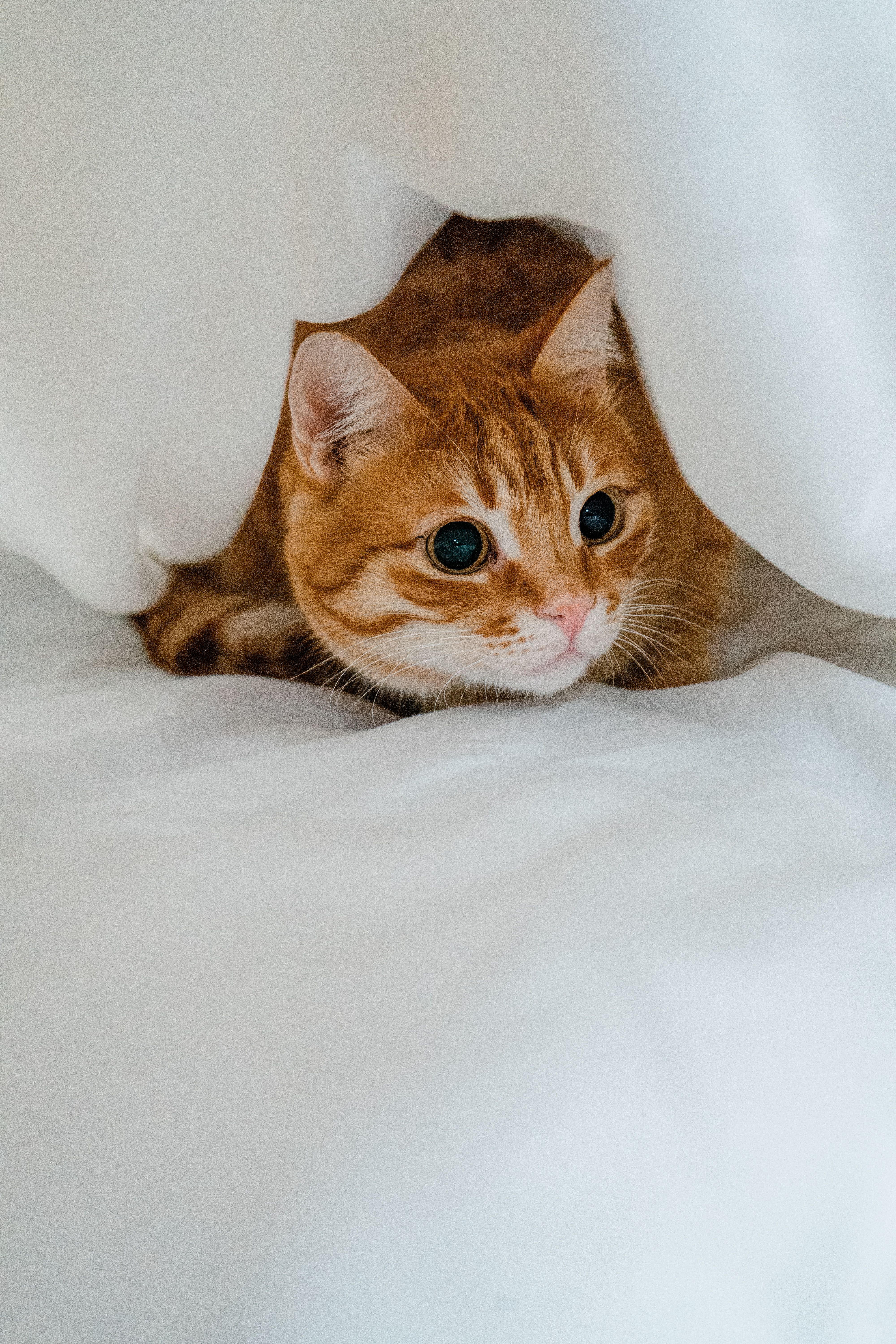 Ginger Cat under White Cloth · Free Stock Photo