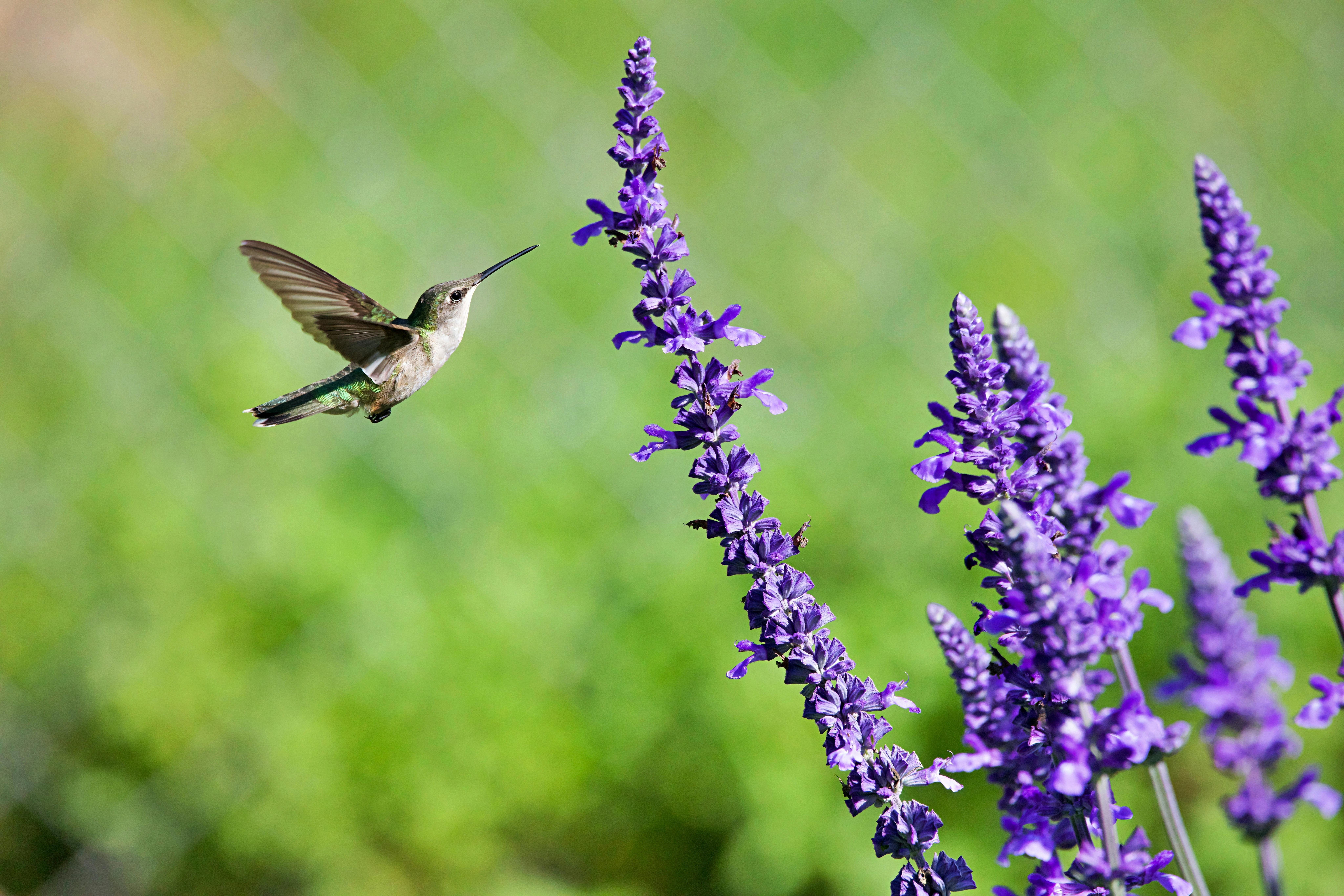 Exotic Bird Flying in Nature · Free Stock Photo