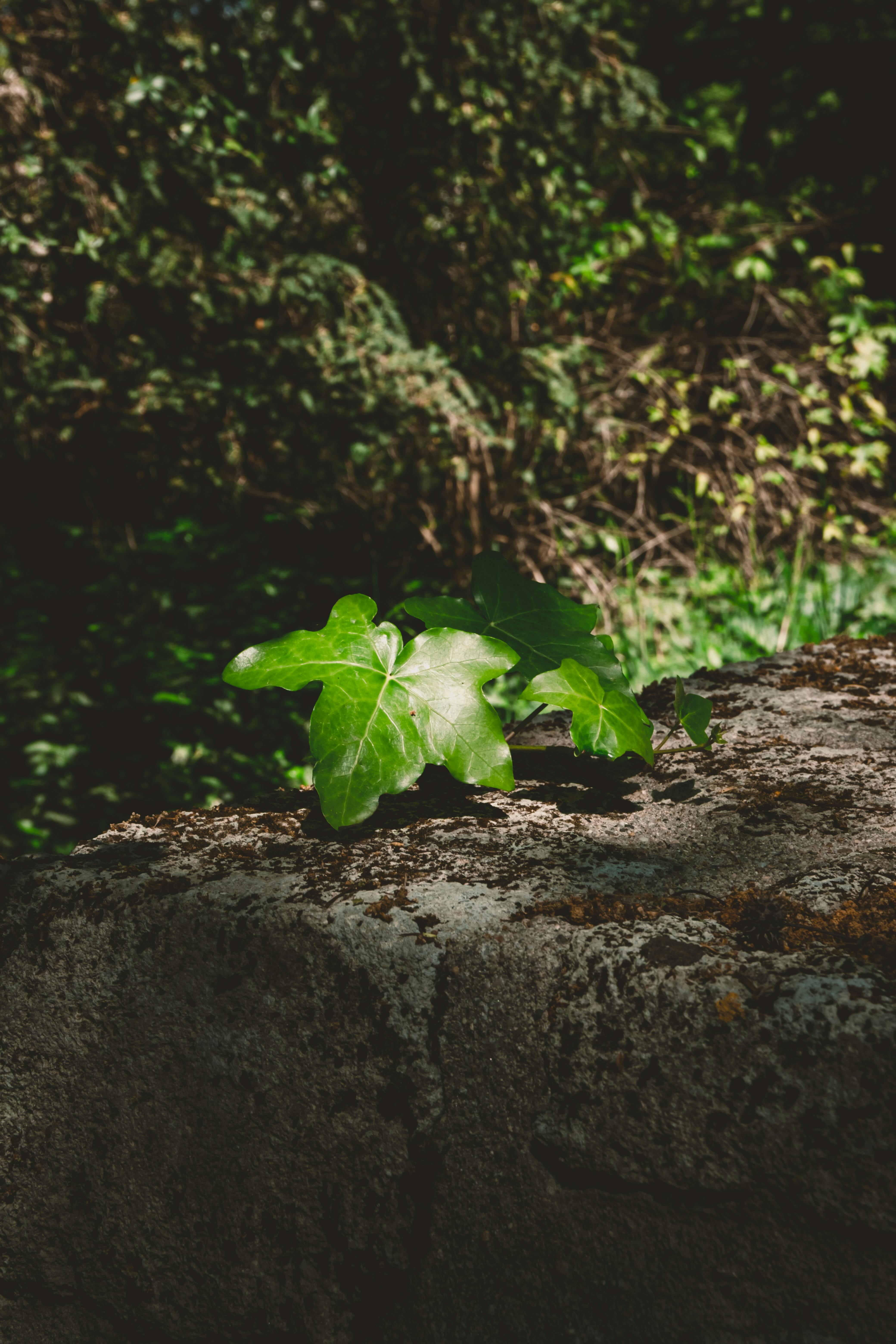 Ivy on Rock · Free Stock Photo