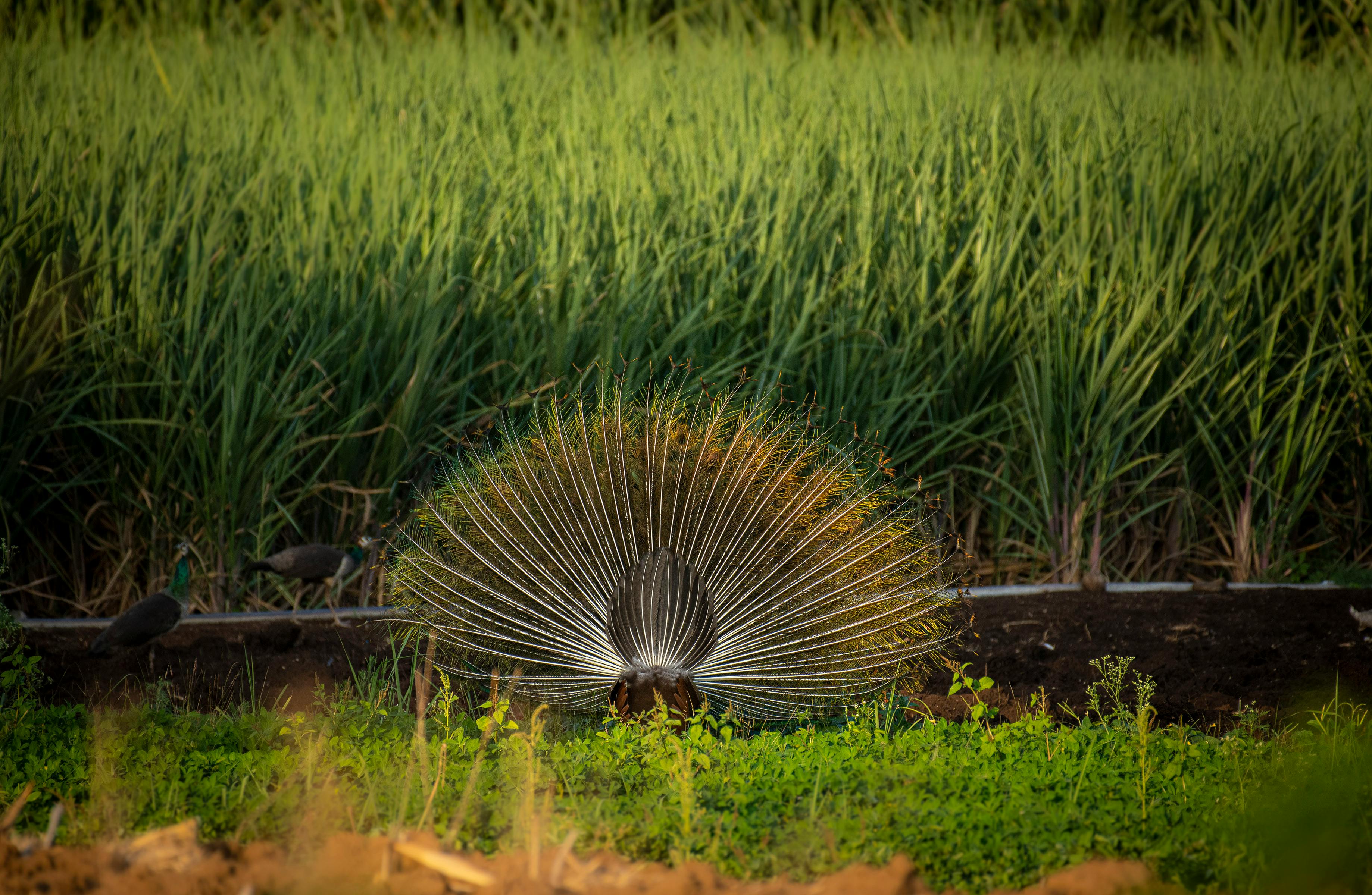 Elephant Tail Photos, Download The BEST Free Elephant Tail Stock Photos ...