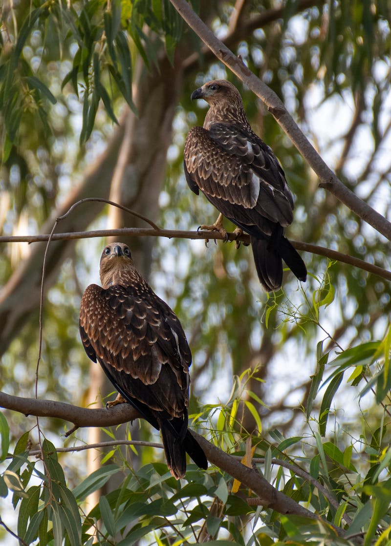Hawks Photos, Download The BEST Free Hawks Stock Photos & HD Images