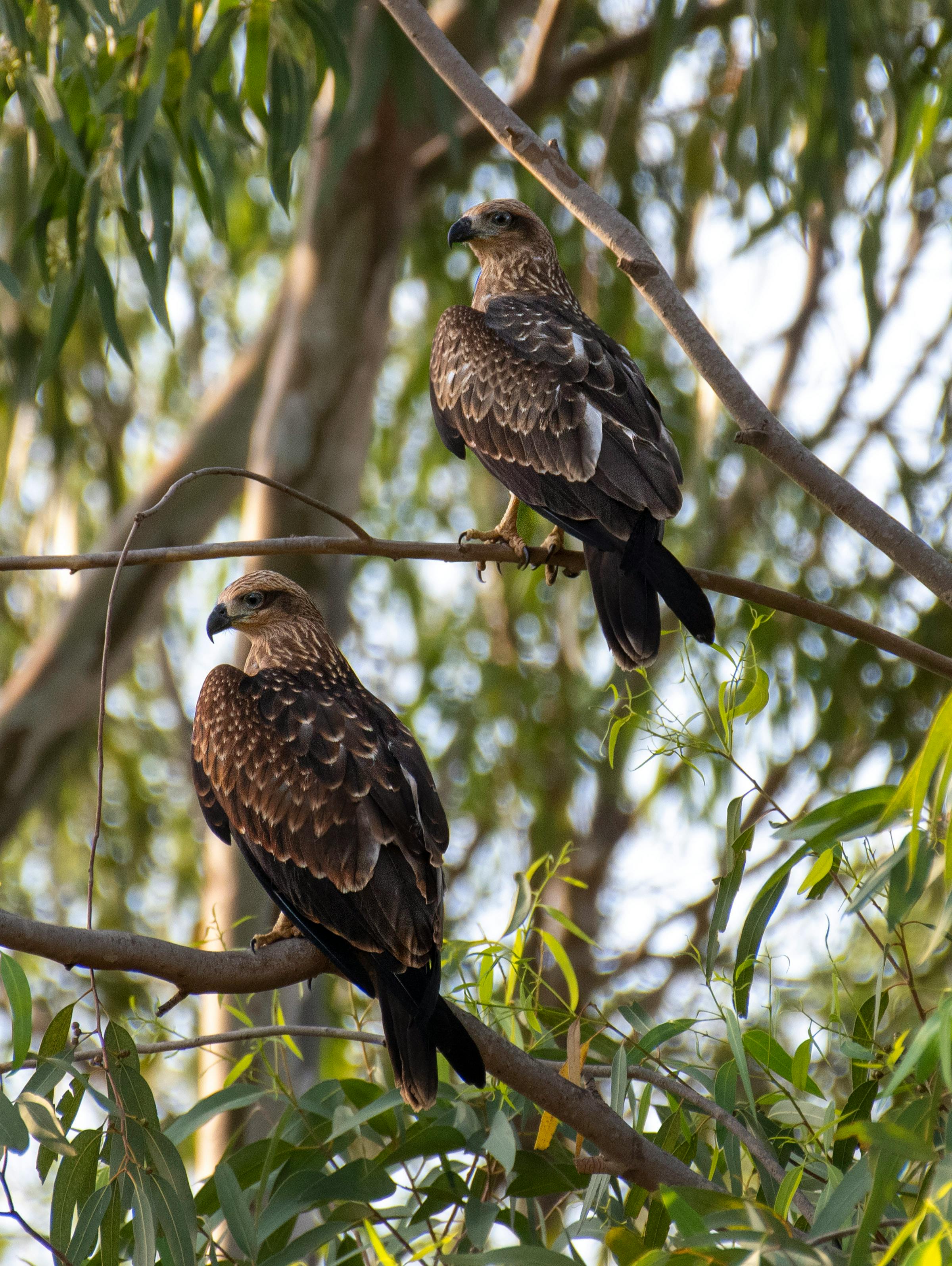 3 Hawks Photos, Download The BEST Free 3 Hawks Stock Photos & HD Images