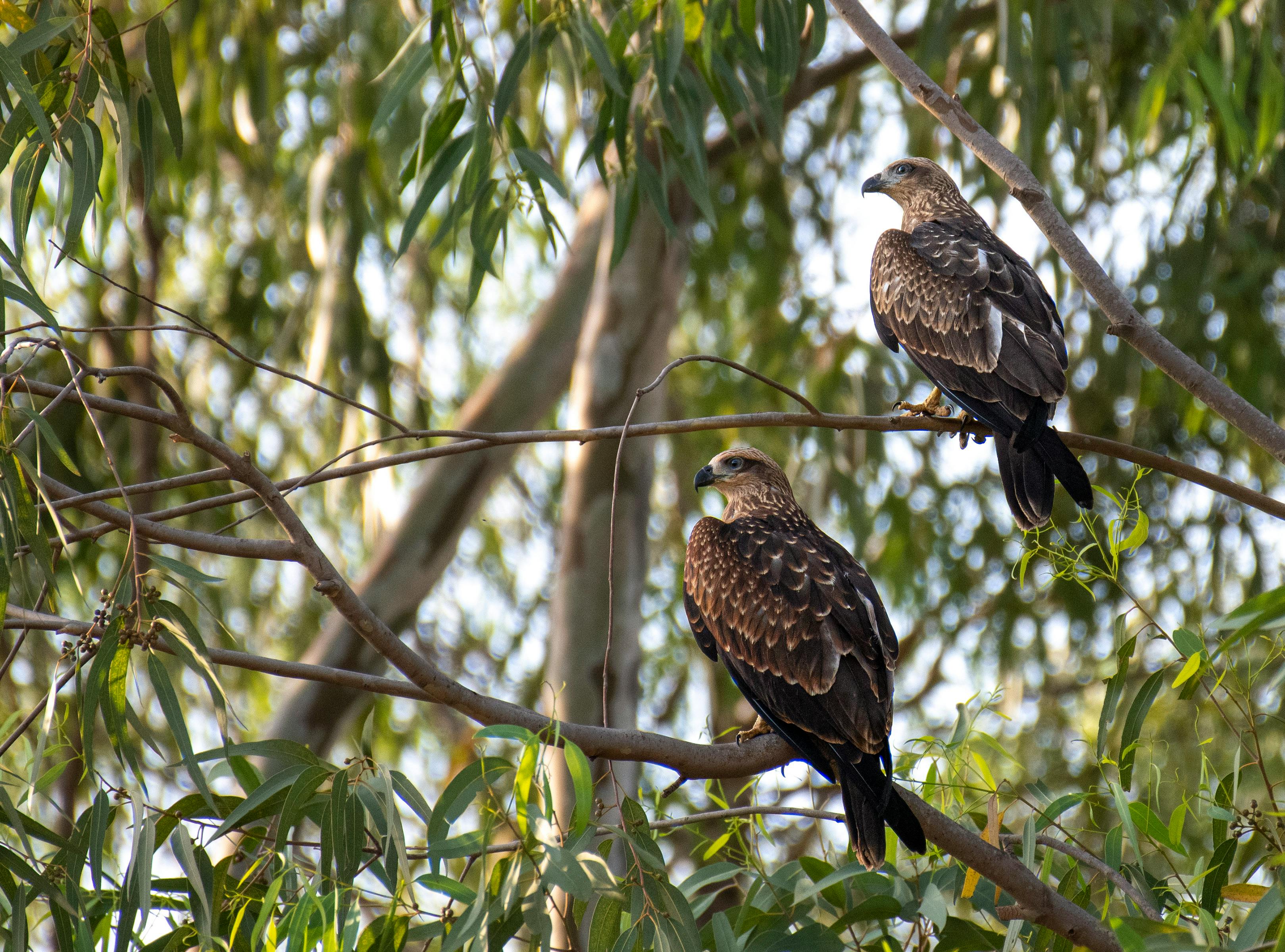 Two Birds of Prey Perching on Tree Branches · Free Stock Photo