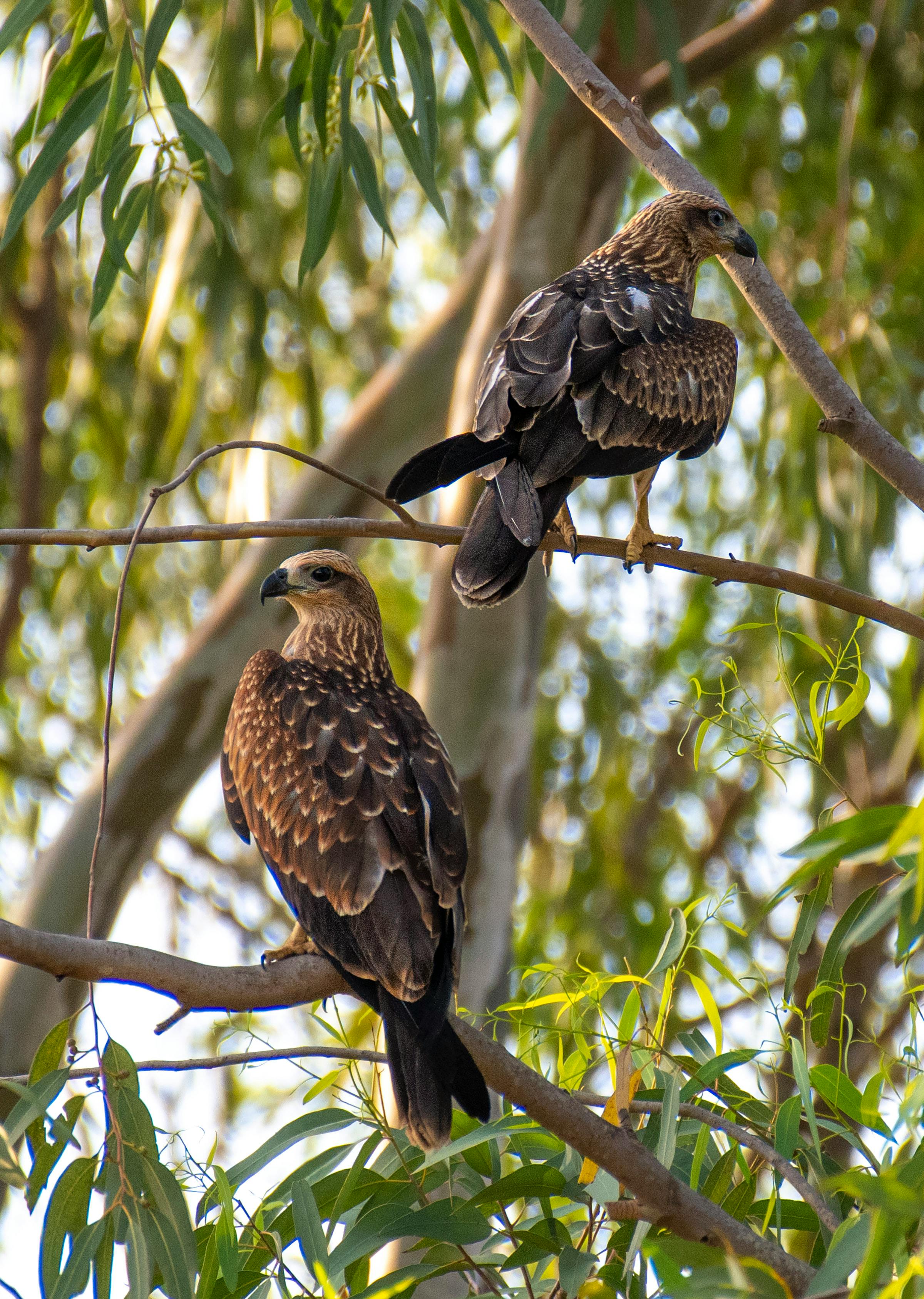Birds Of Prey Photos, Download The BEST Free Birds Of Prey Stock Photos ...