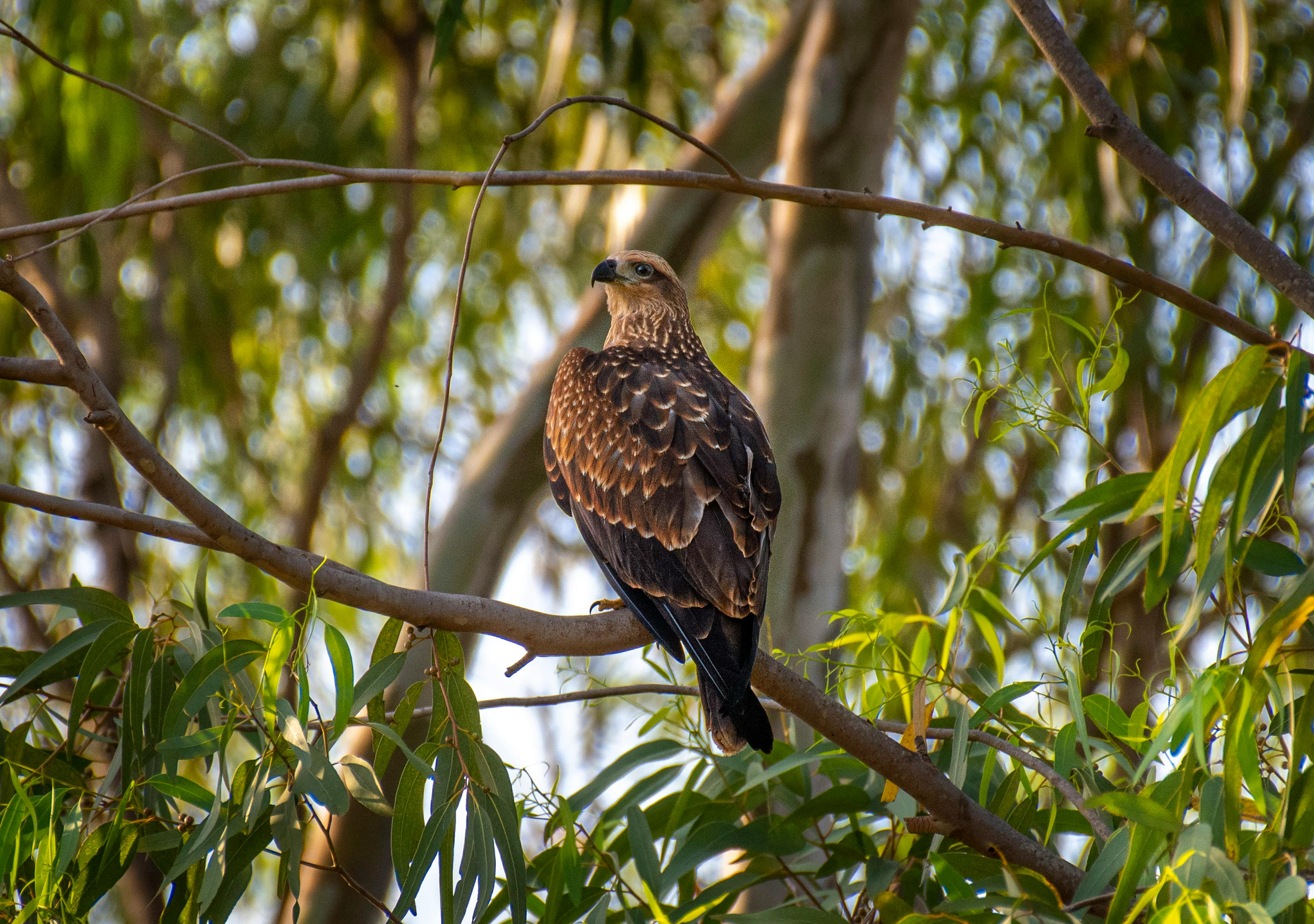 Red Cardinal Bird · Free Stock Photo
