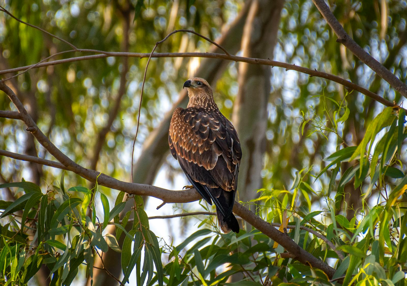 Hawk Wallpaper Photos, Download The BEST Free Hawk Wallpaper Stock ...