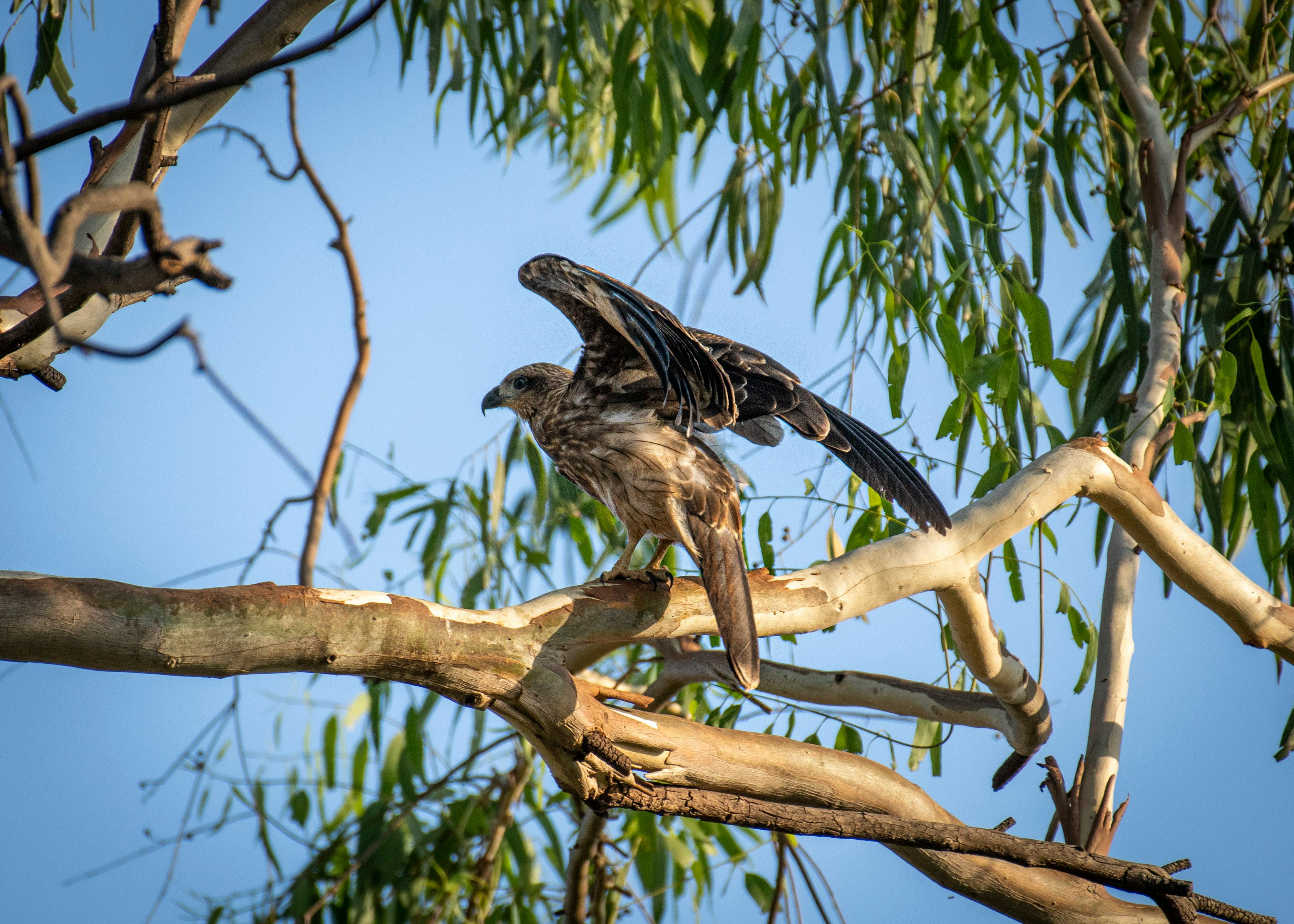 Kite Animation Photos, Download The BEST Free Kite Animation Stock ...