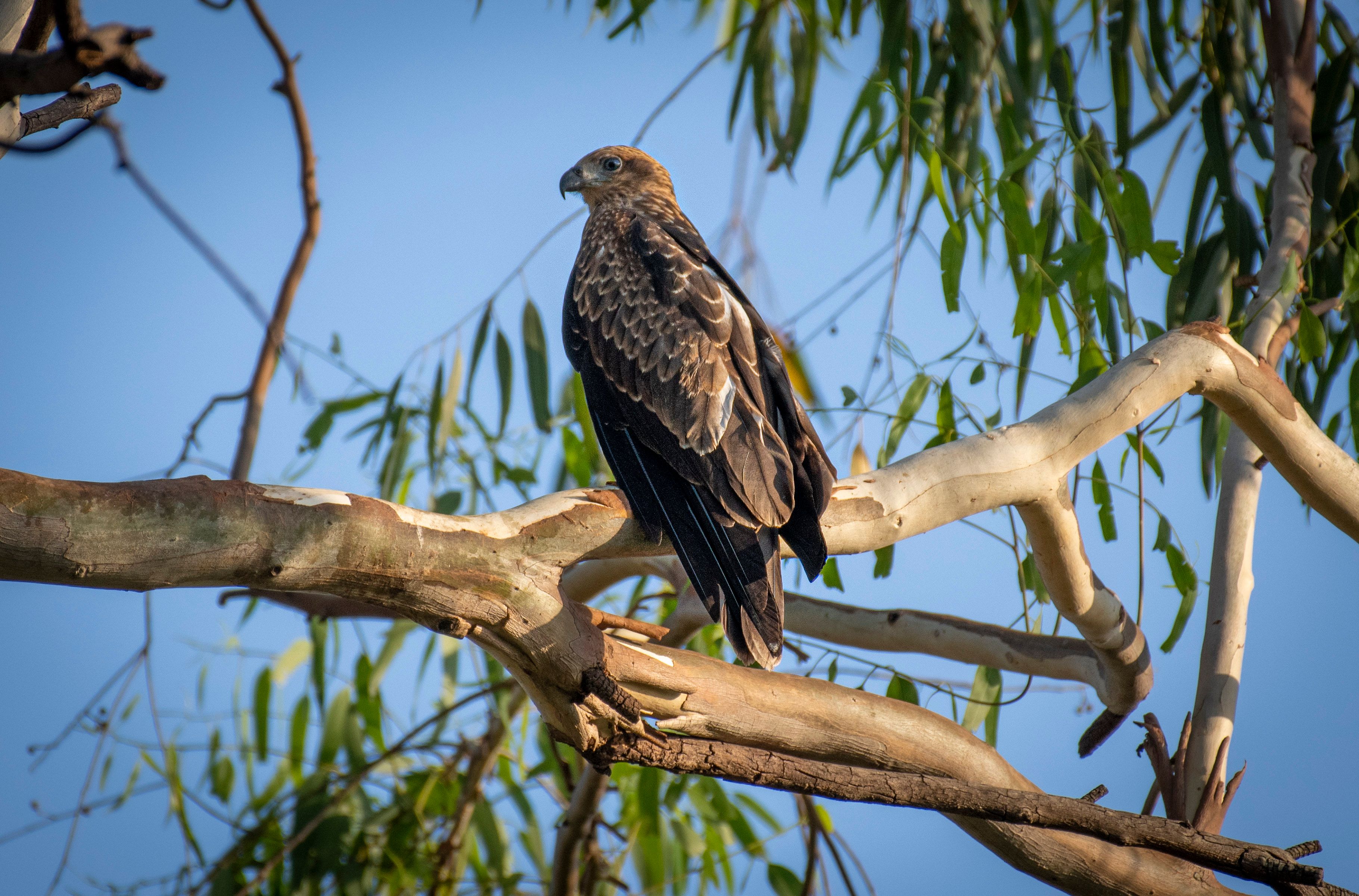 Close-up of an Eagle Flying next to a Tree · Free Stock Photo