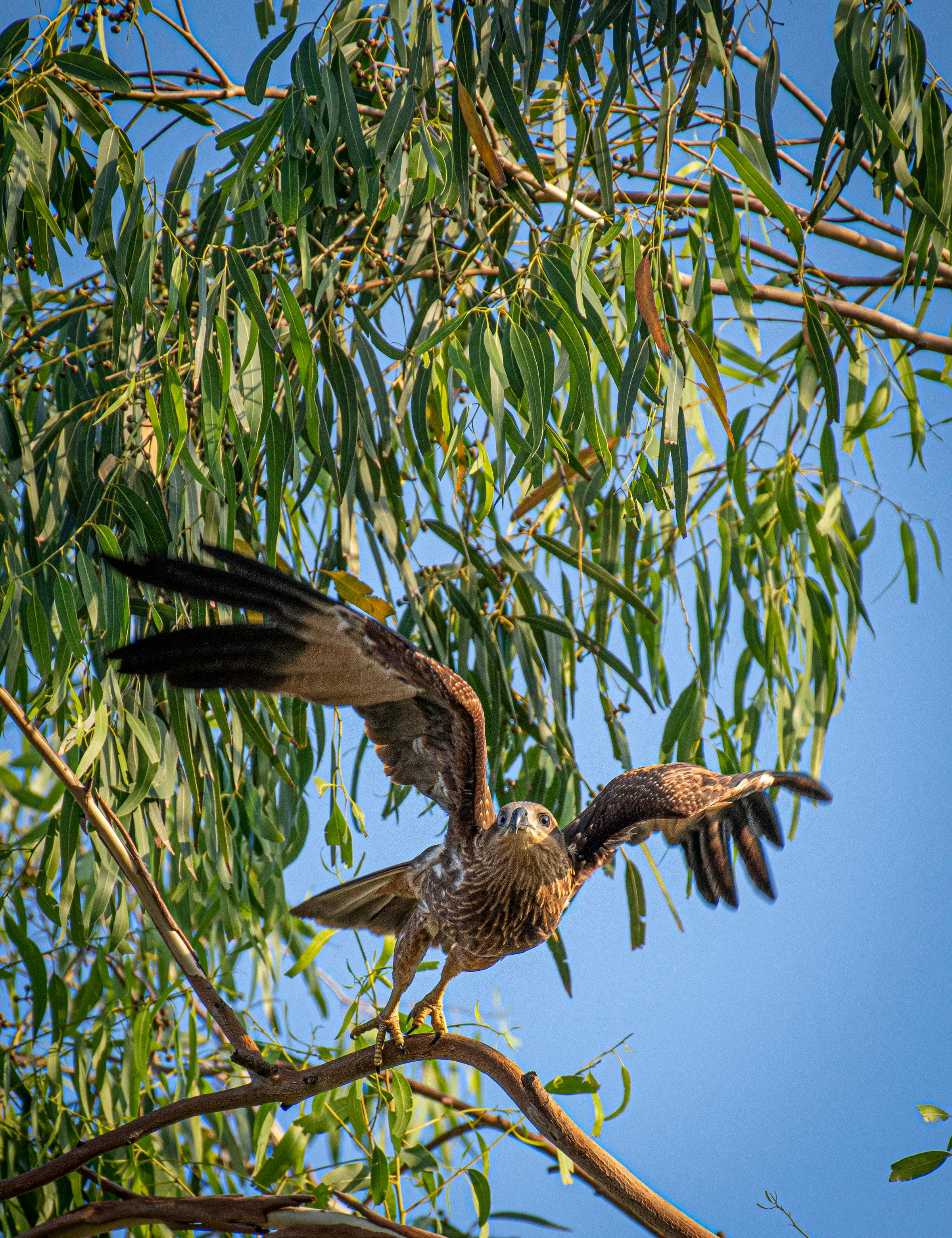 Close-up of an Eagle Flying next to a Tree · Free Stock Photo