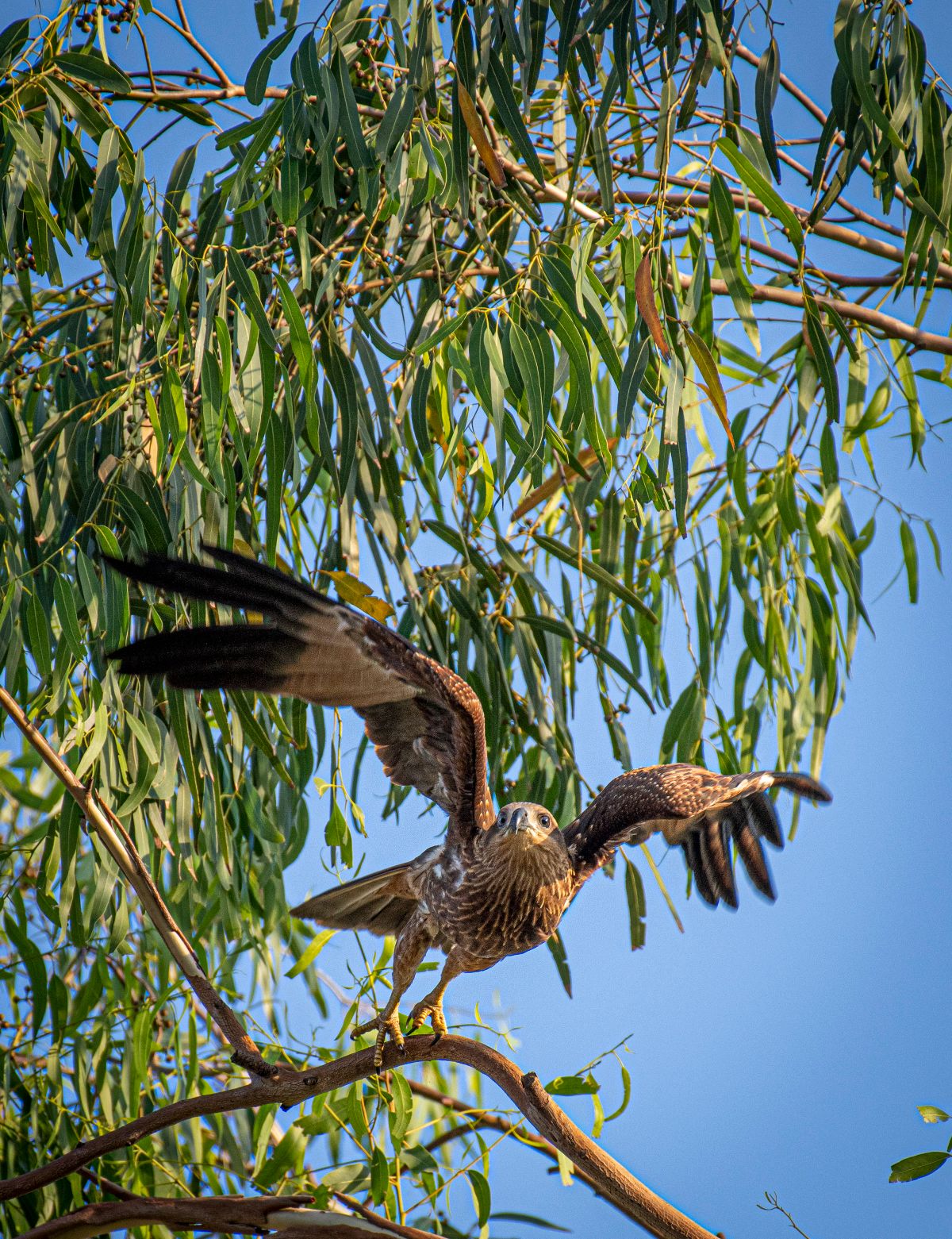 Soar Like An Eagle Vertical Images Photos, Download The BEST Free Soar ...