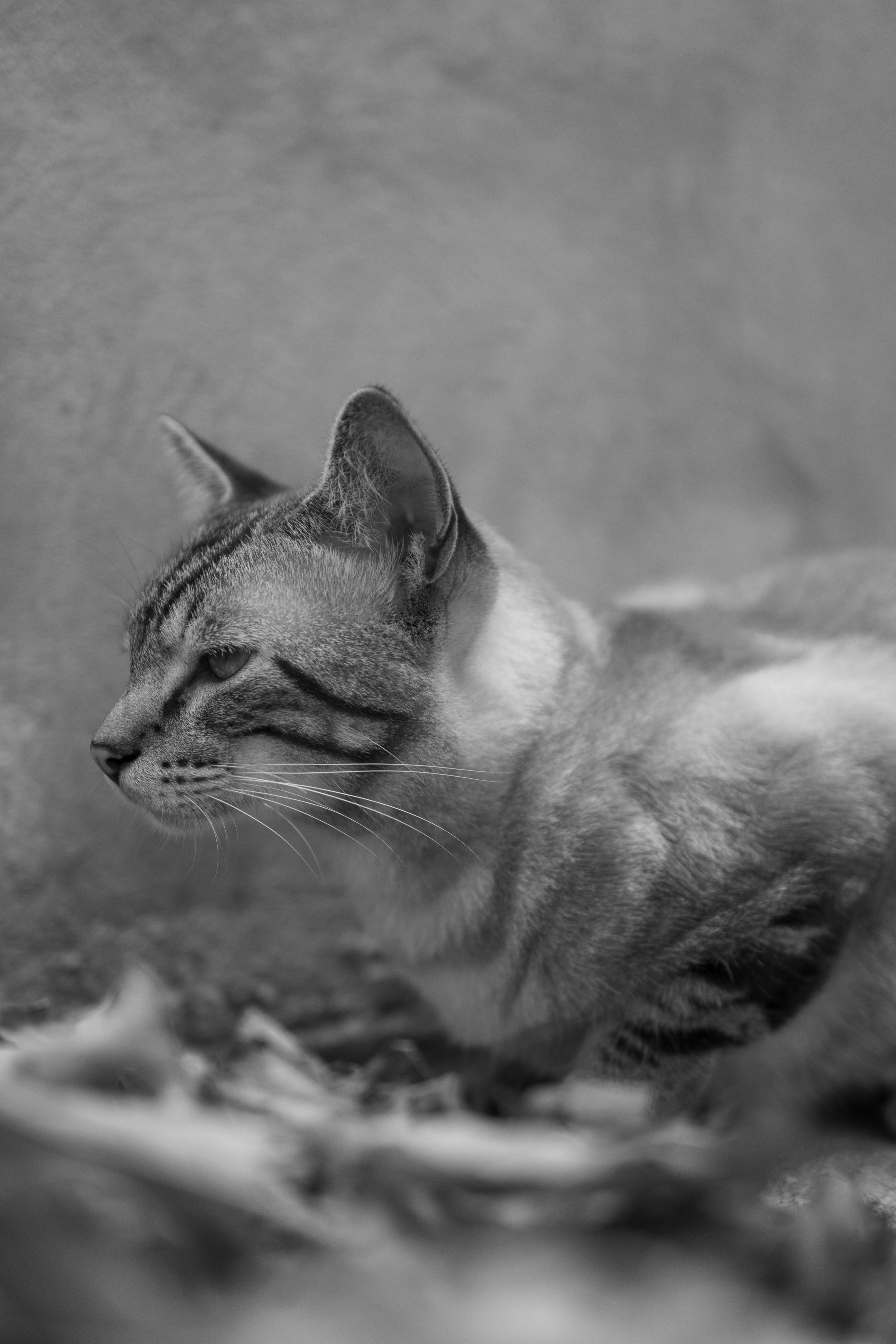 Lurking Photos, Download The BEST Free Lurking Stock Photos & HD Images