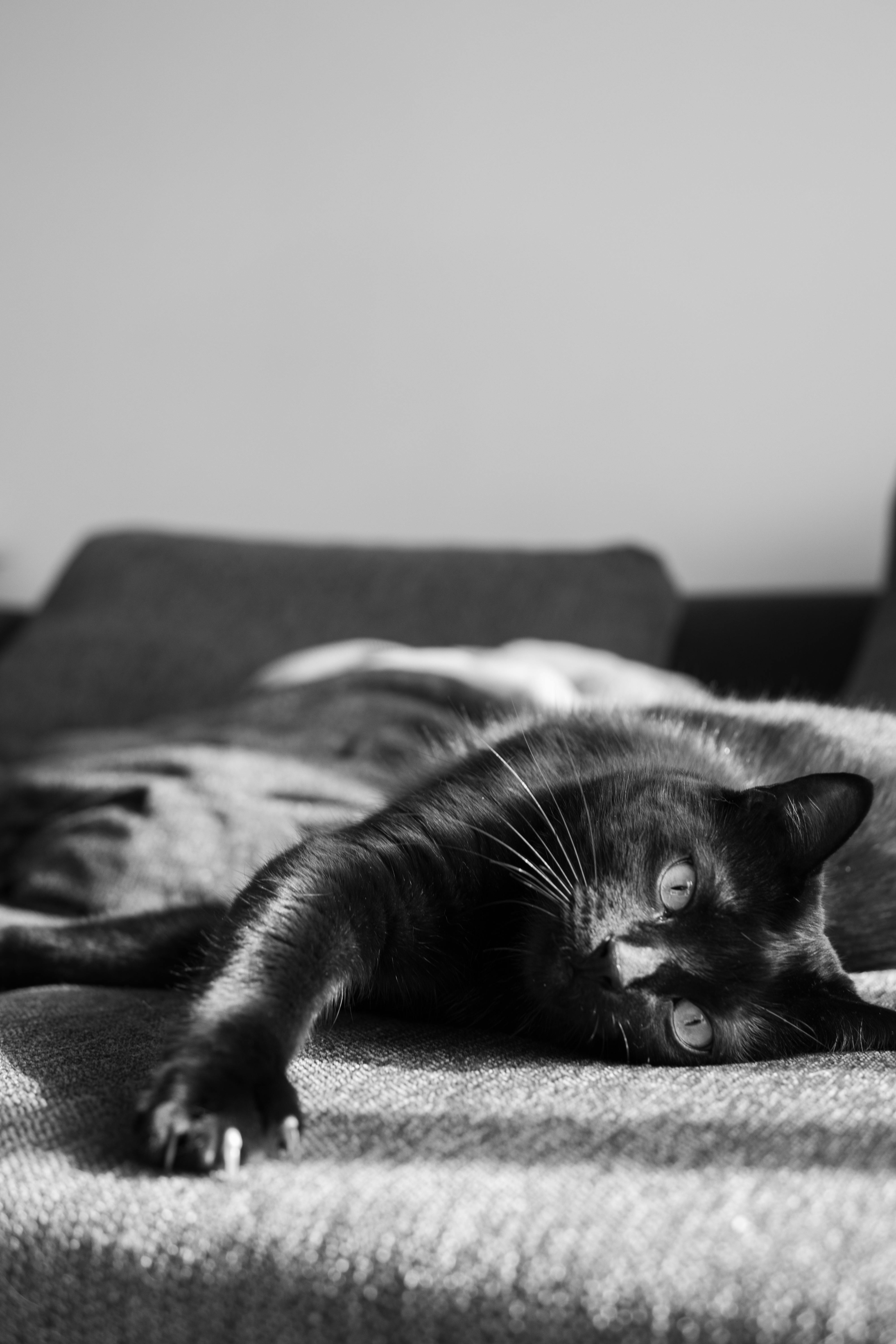 Cat Sprawled in the Pet Bed · Free Stock Photo