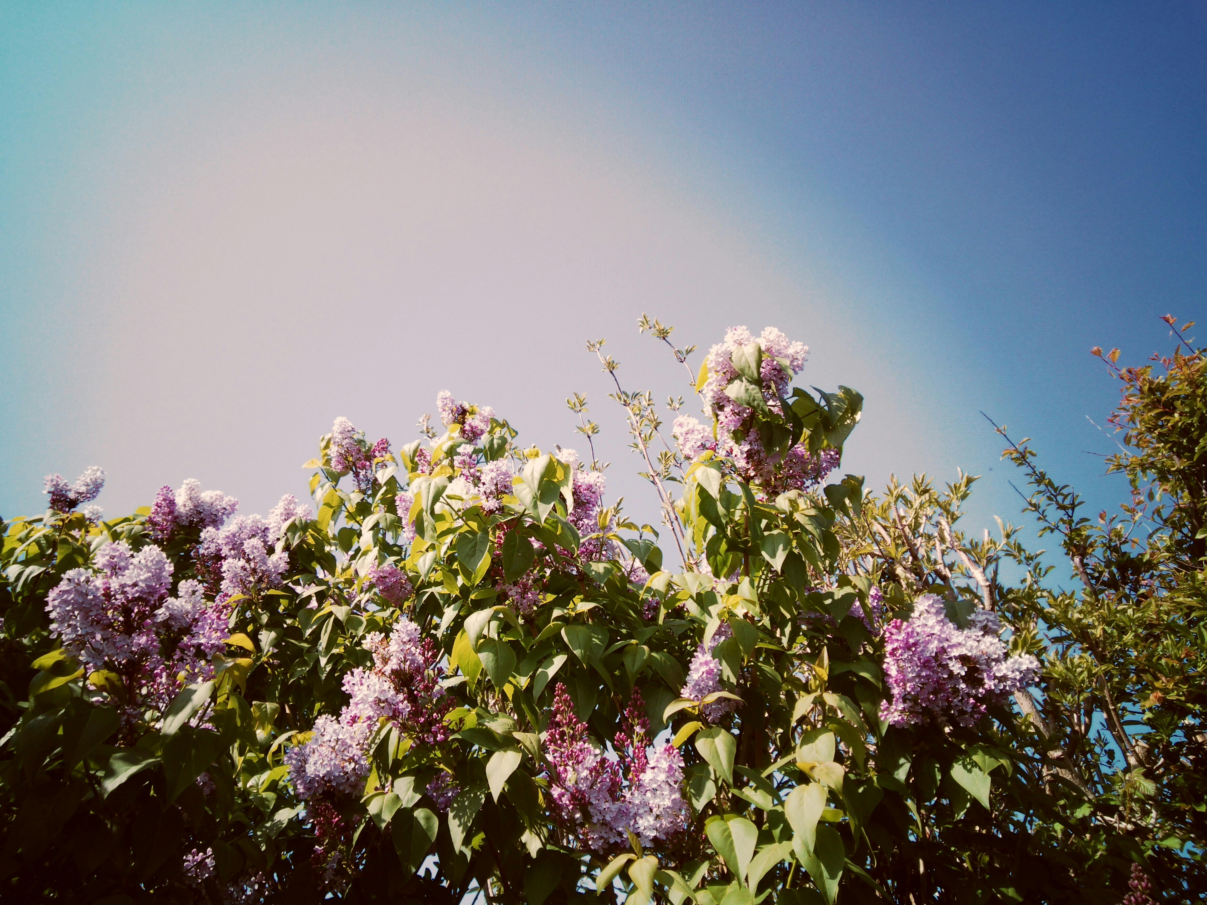Blossoms on Bushes · Free Stock Photo