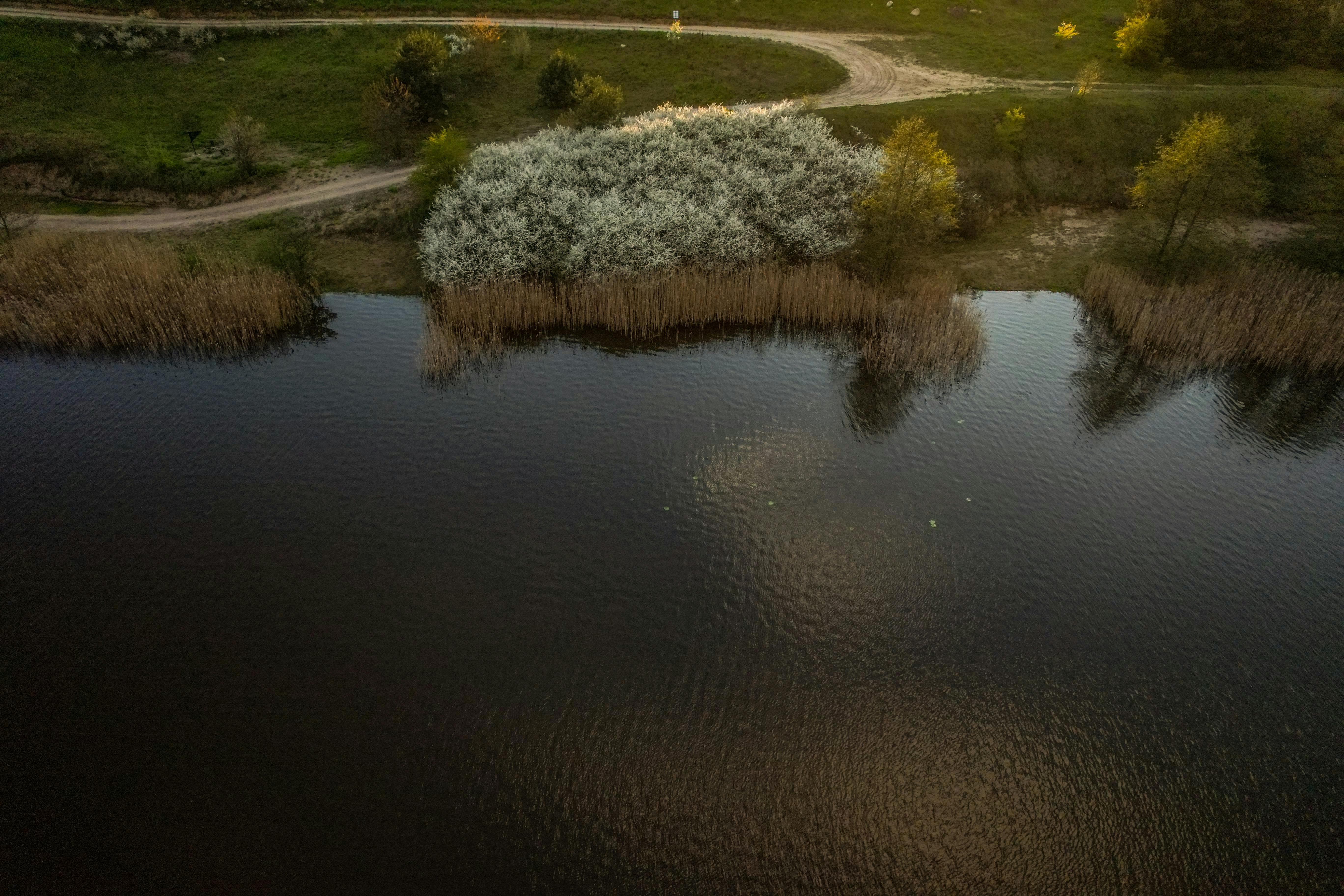 Rushes and Trees around River · Free Stock Photo