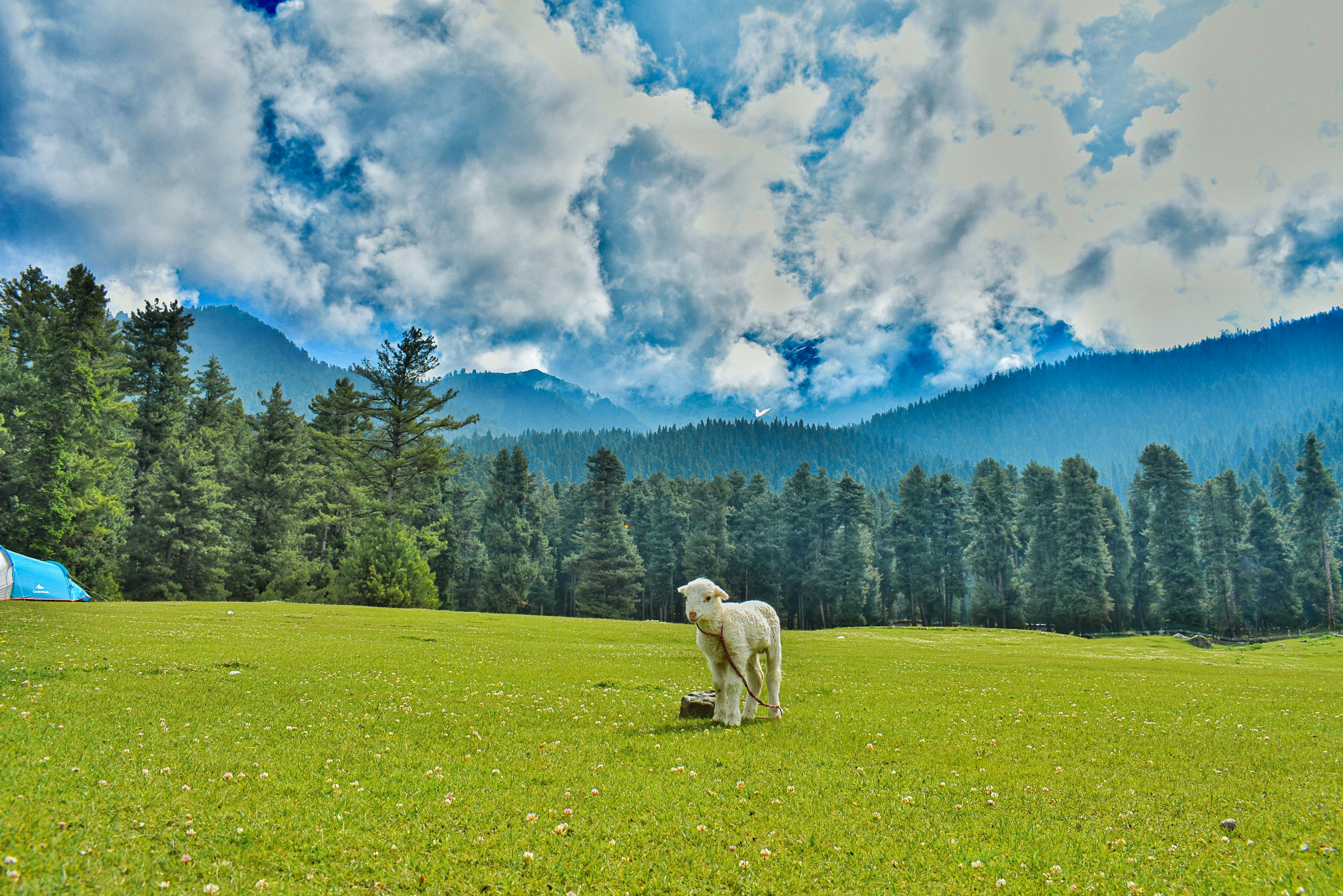 Sheep on Pasture · Free Stock Photo