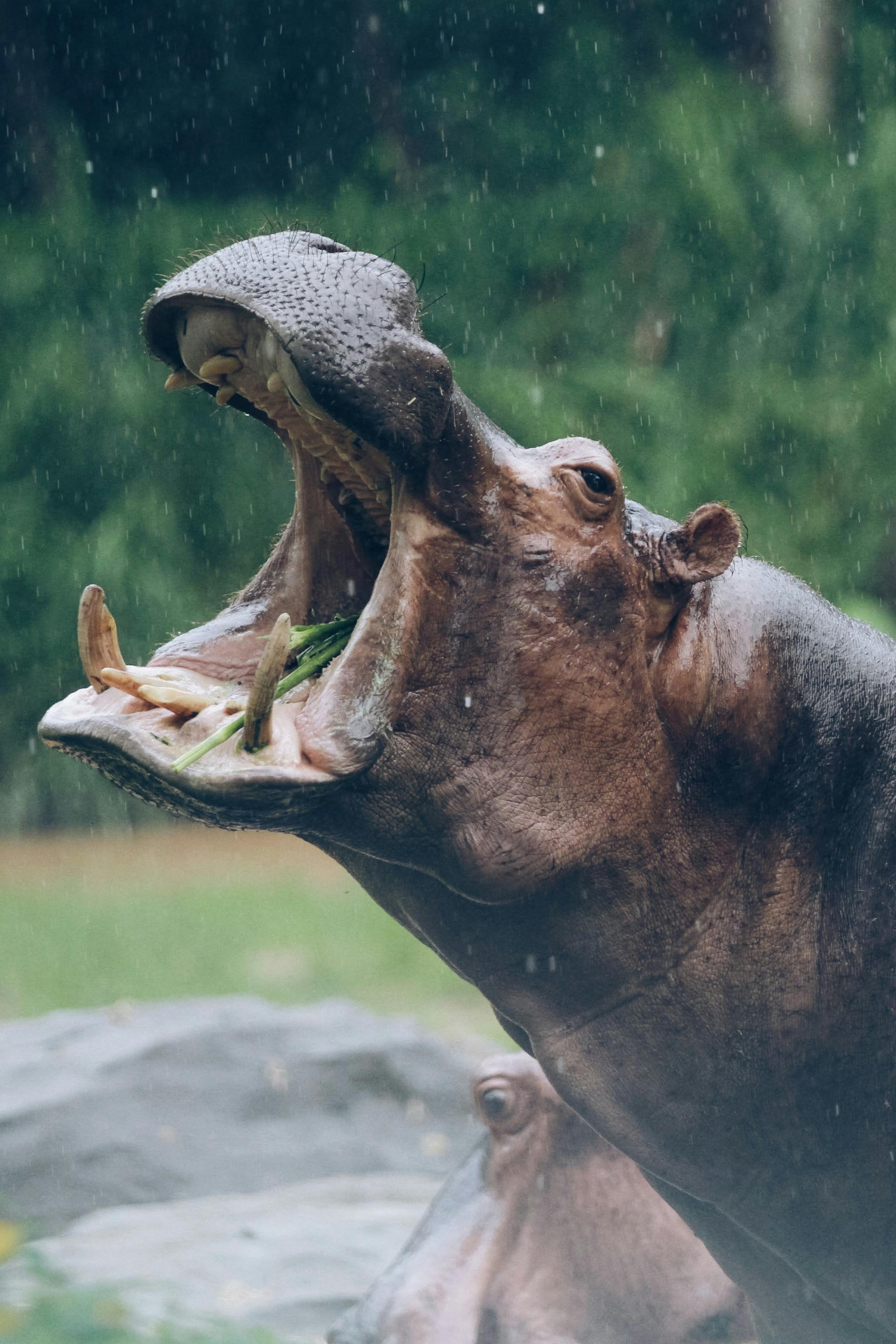 Hippo Roaring in Rain · Free Stock Photo
