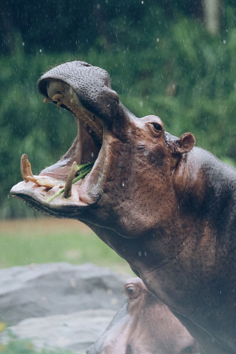 Hippo Photos, Download The BEST Free Hippo Stock Photos & HD Images