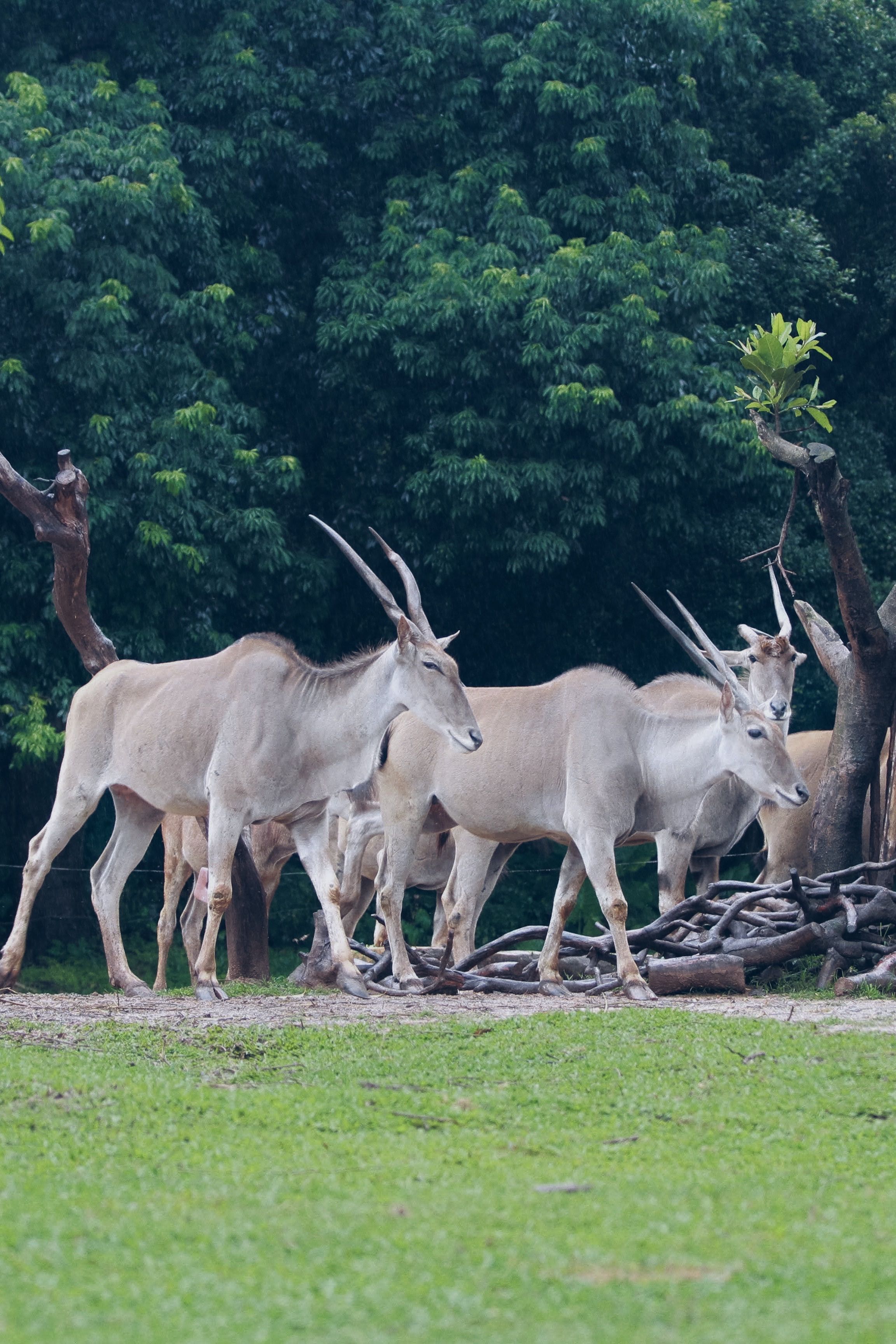 Common Elands Photos, Download The BEST Free Common Elands Stock Photos ...