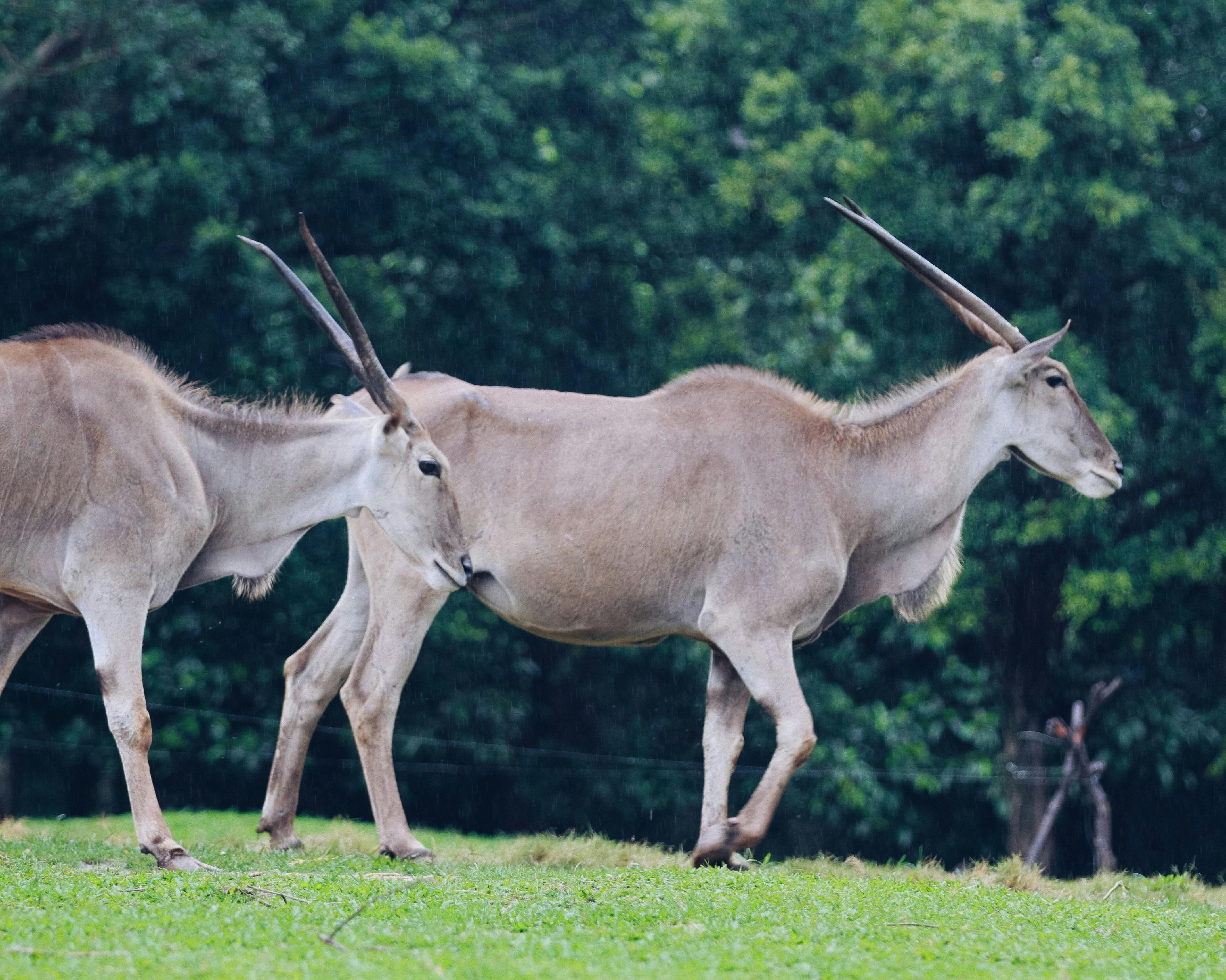 Eland Antelopes on a Field · Free Stock Photo