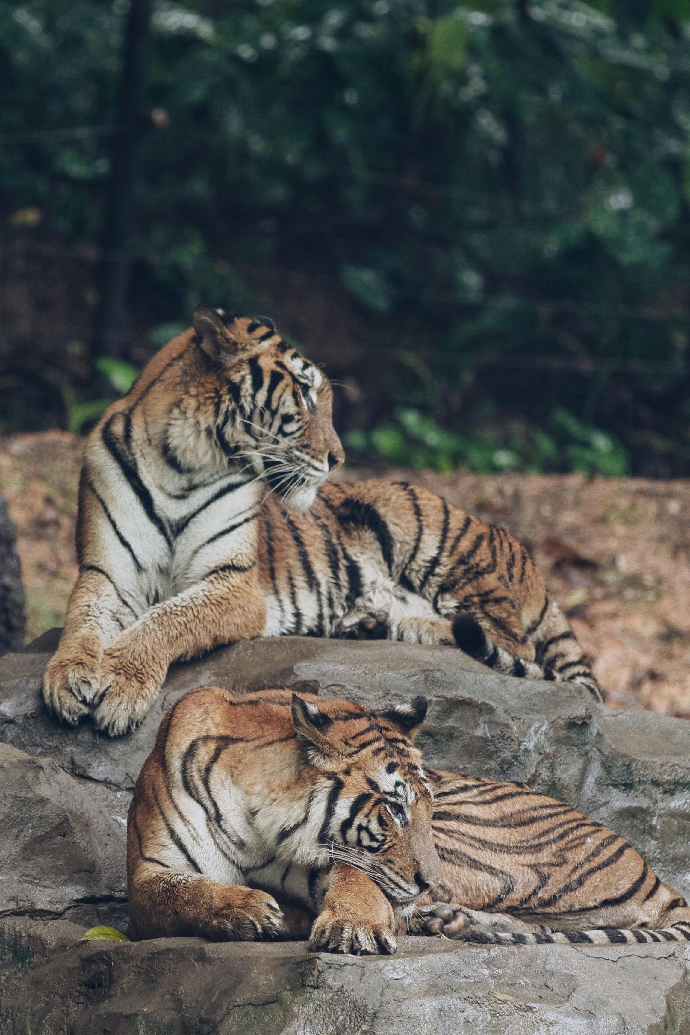 Tigers Mating Photos, Download The BEST Free Tigers Mating Stock Photos ...