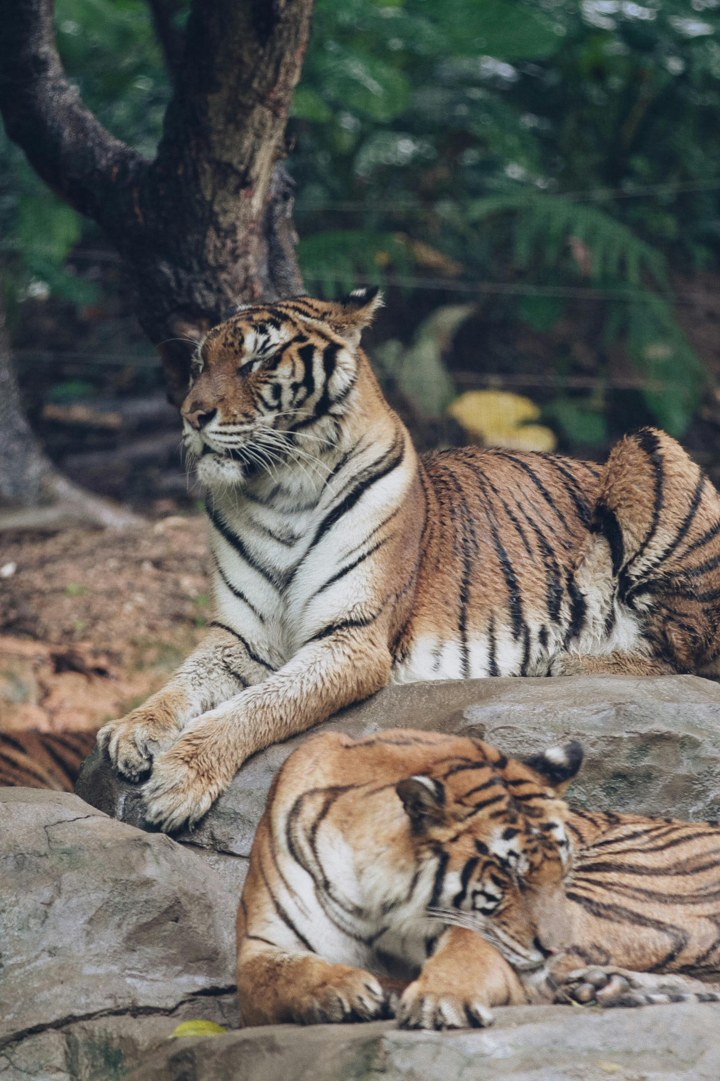 A Lion and a Tiger in a Zoo · Free Stock Photo