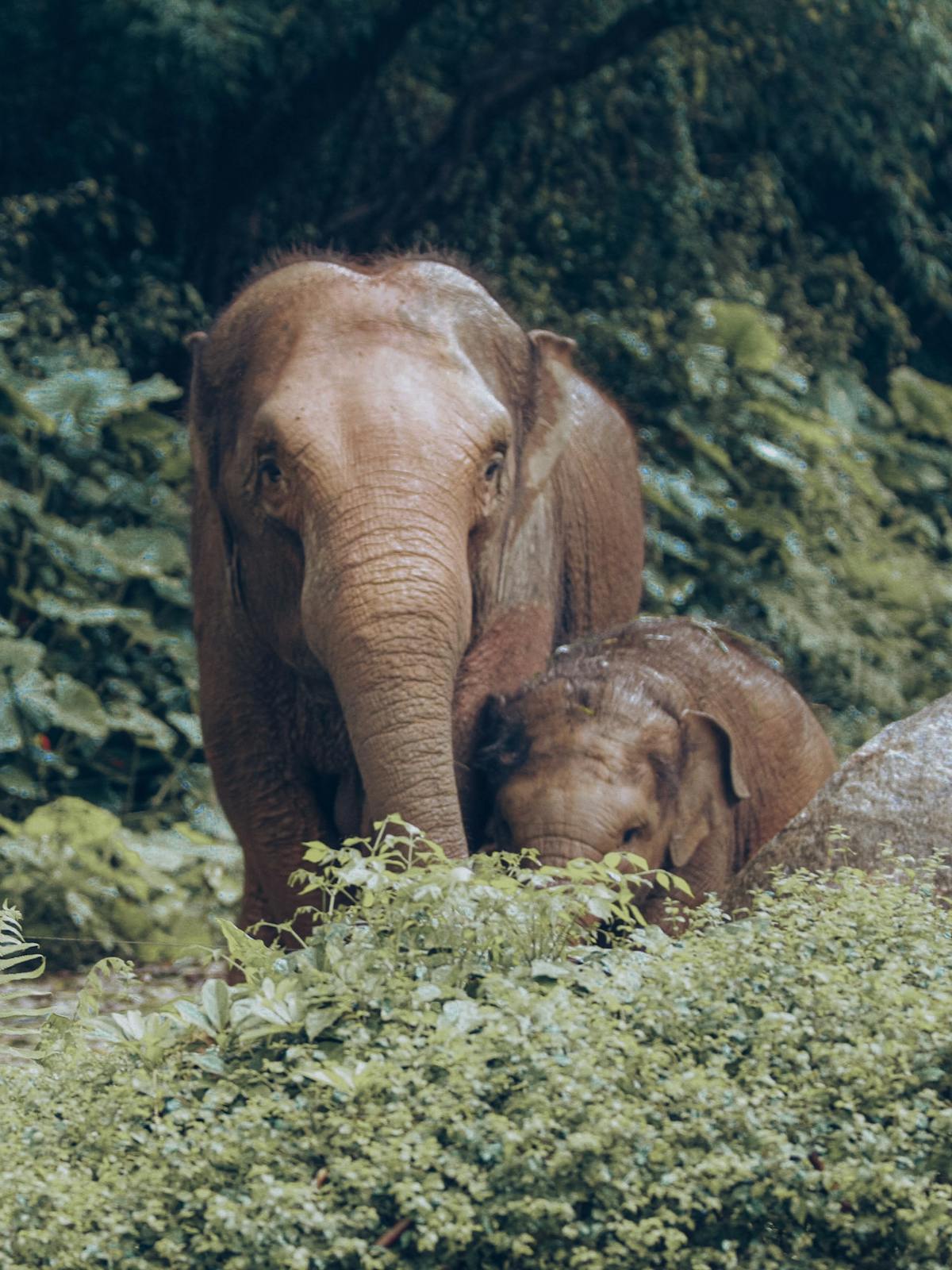 Cute Elephant Photos, Download The BEST Free Cute Elephant Stock Photos ...