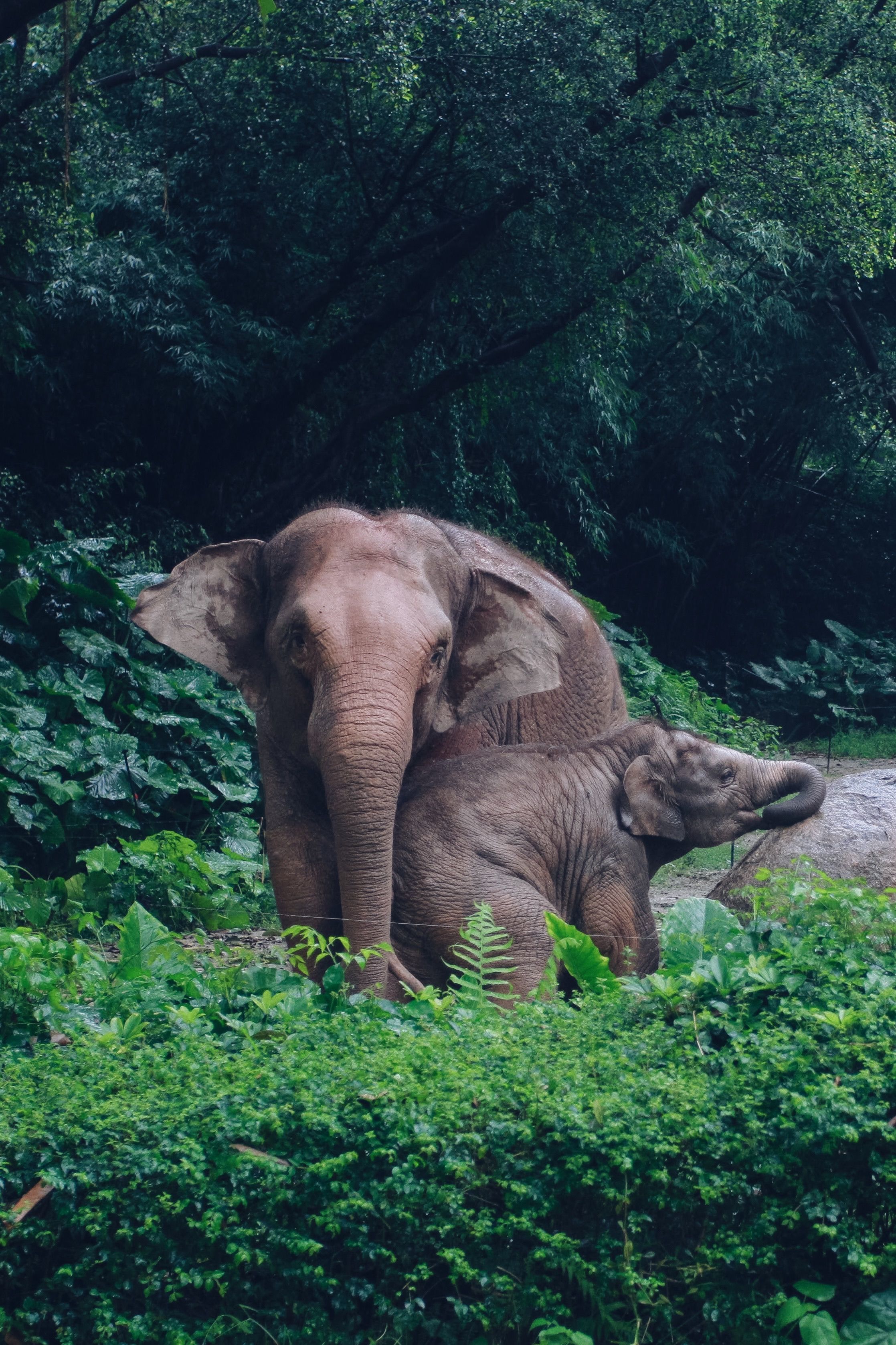Man Standing next to Elephants · Free Stock Photo