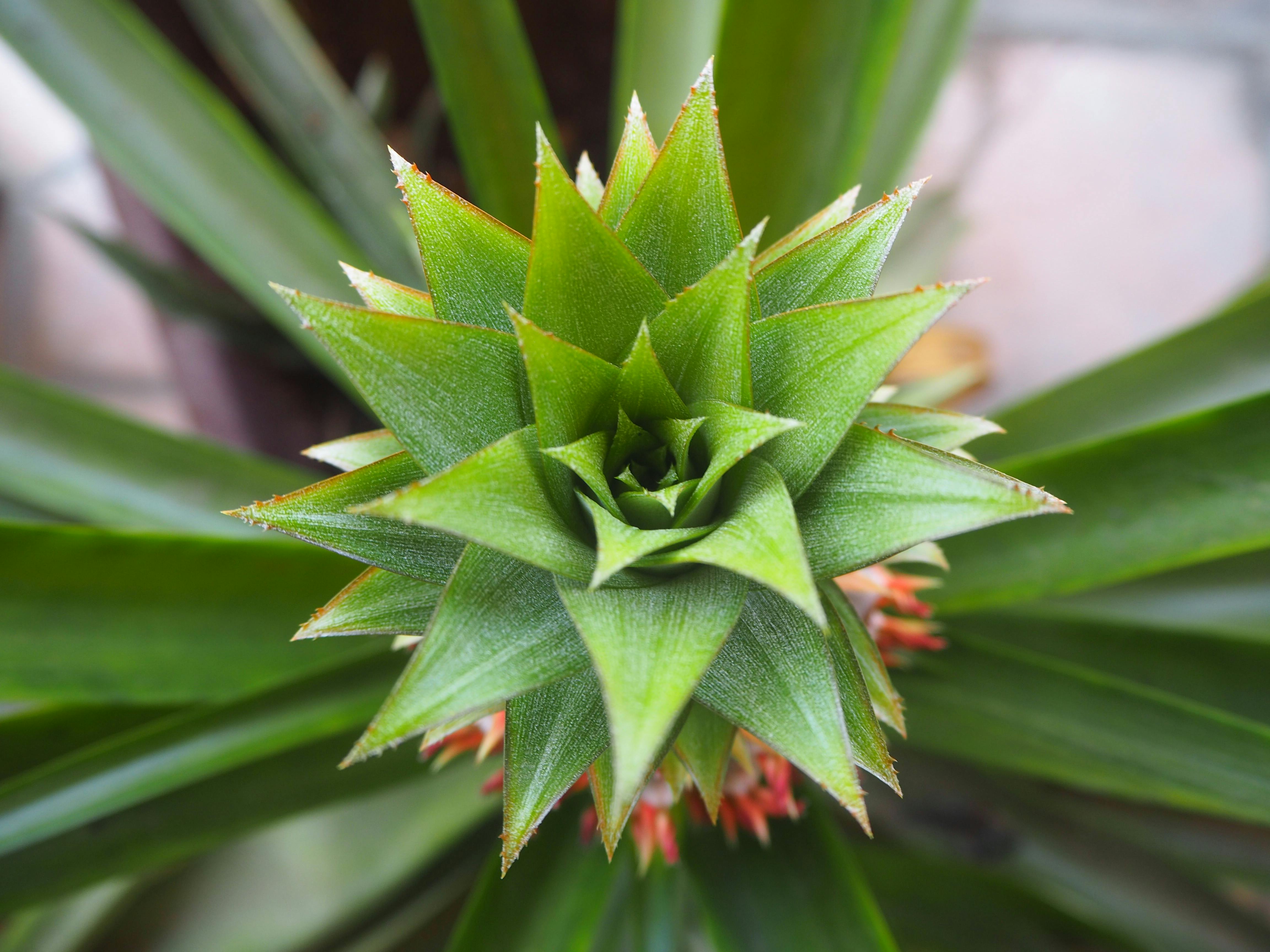 Pineapple Sprout from the Above the Plant · Free Stock Photo