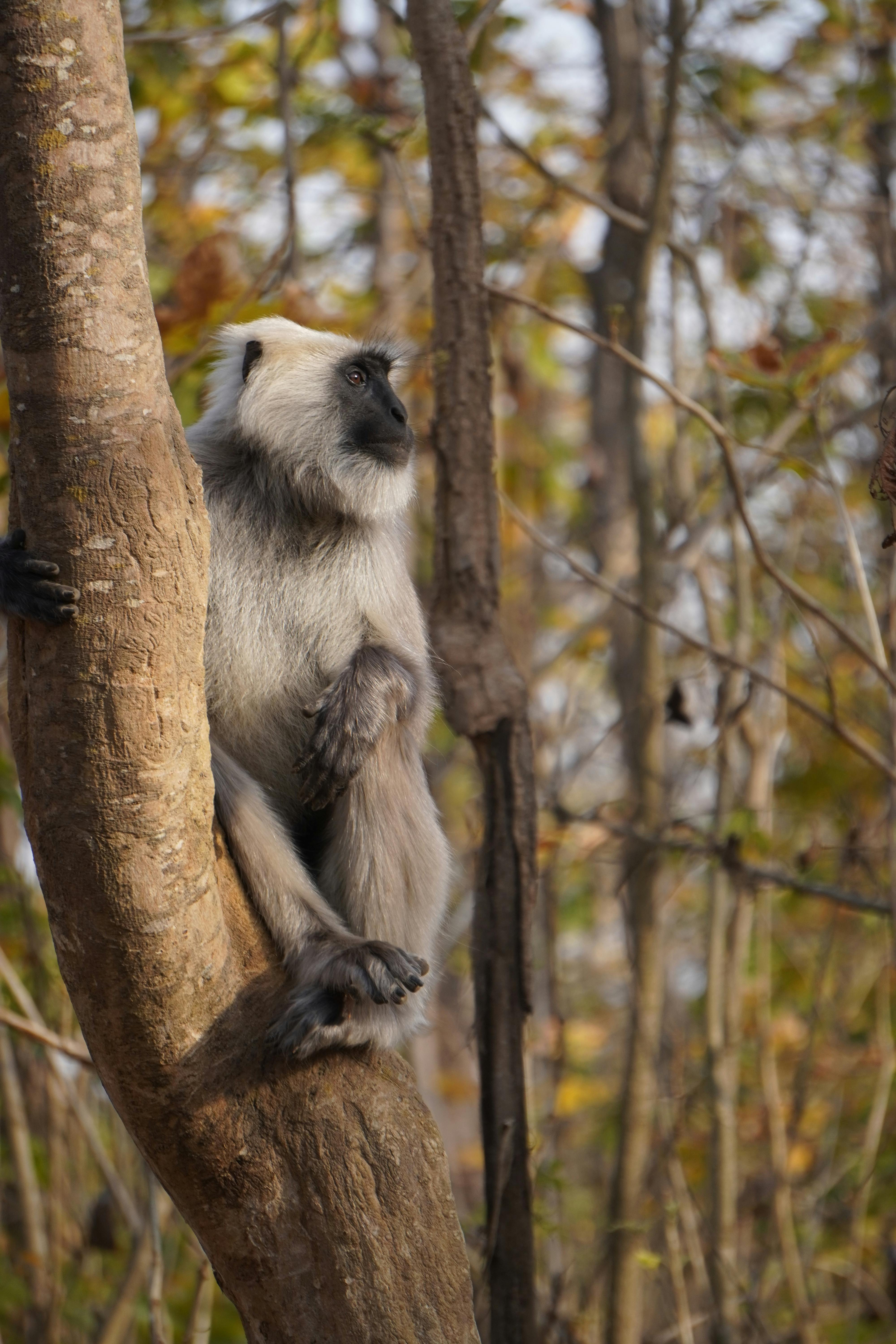 Gray Langur Monkey inside Zoo Enclosure · Free Stock Photo