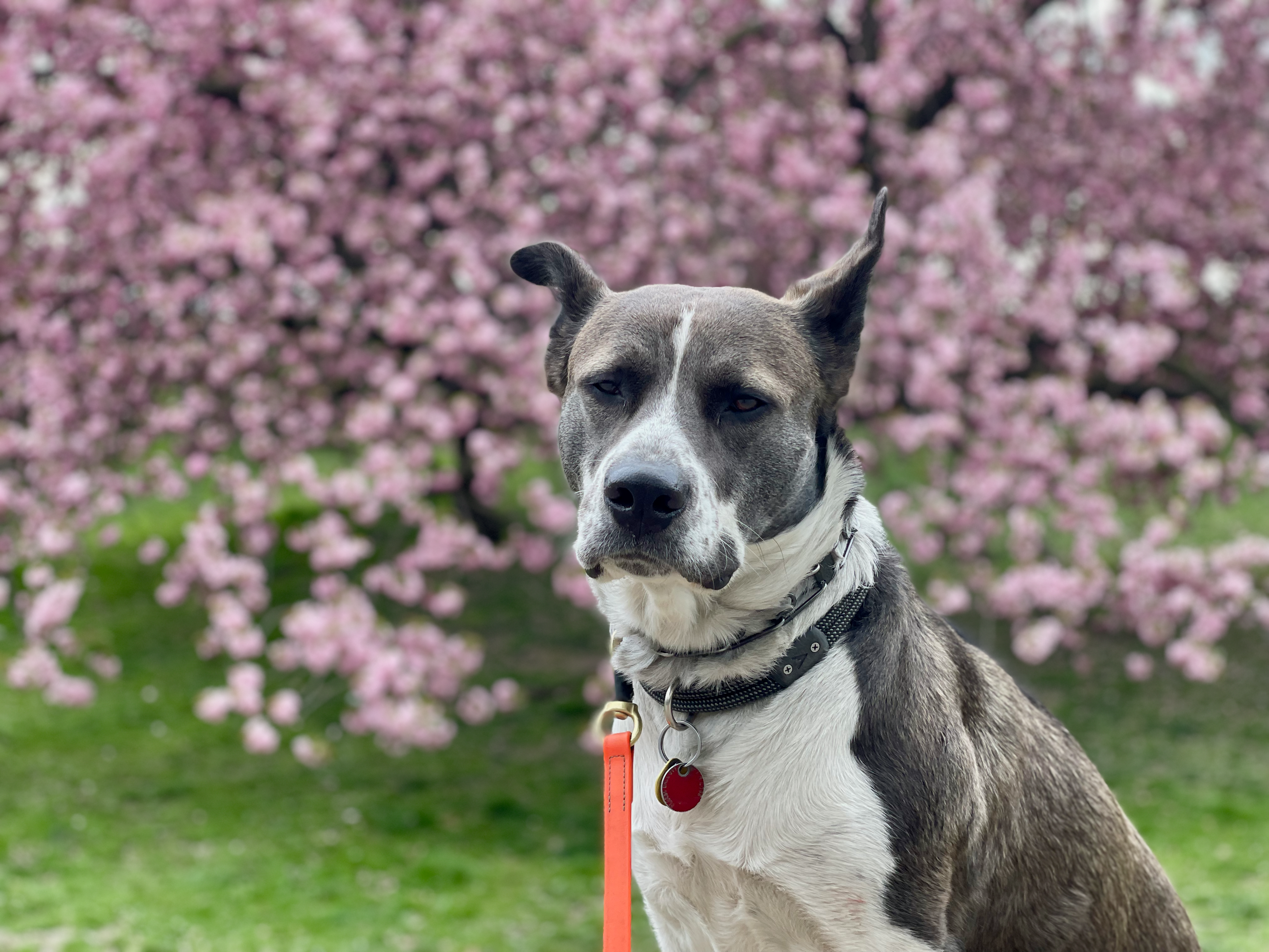 A Dog on the Background of Cherry Blossom · Free Stock Photo