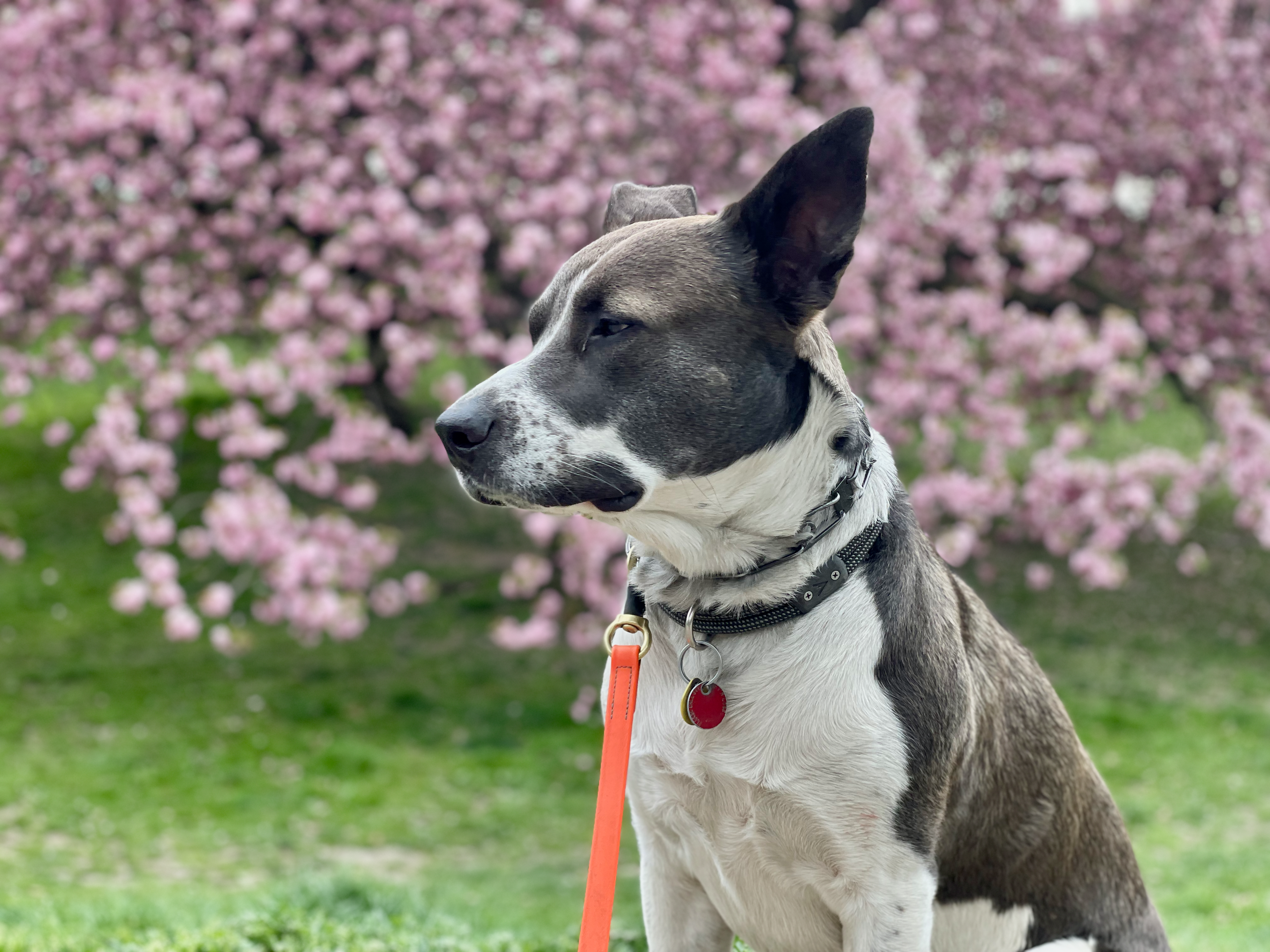 Dog on a Leash · Free Stock Photo