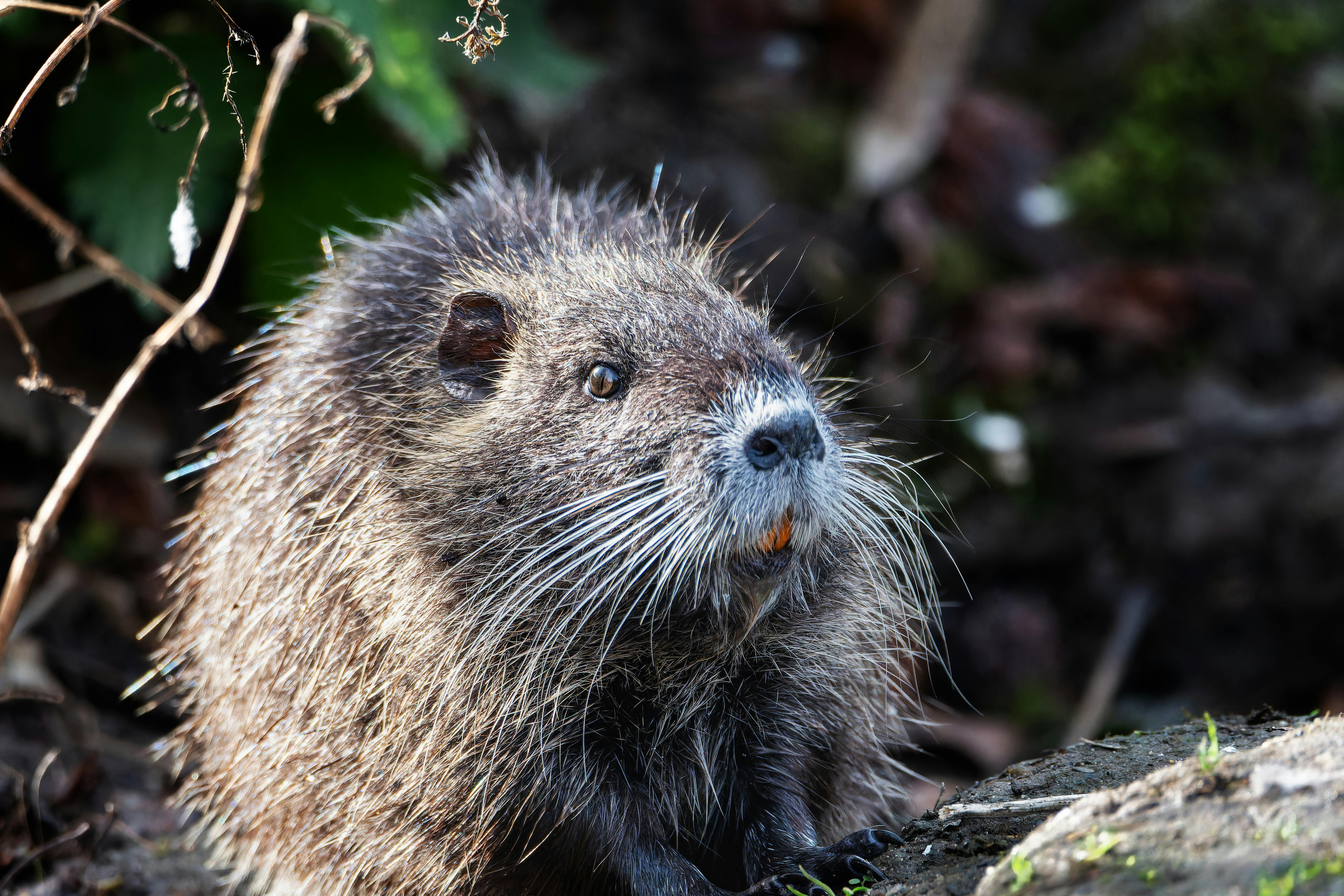 Beaver on Rocks · Free Stock Photo