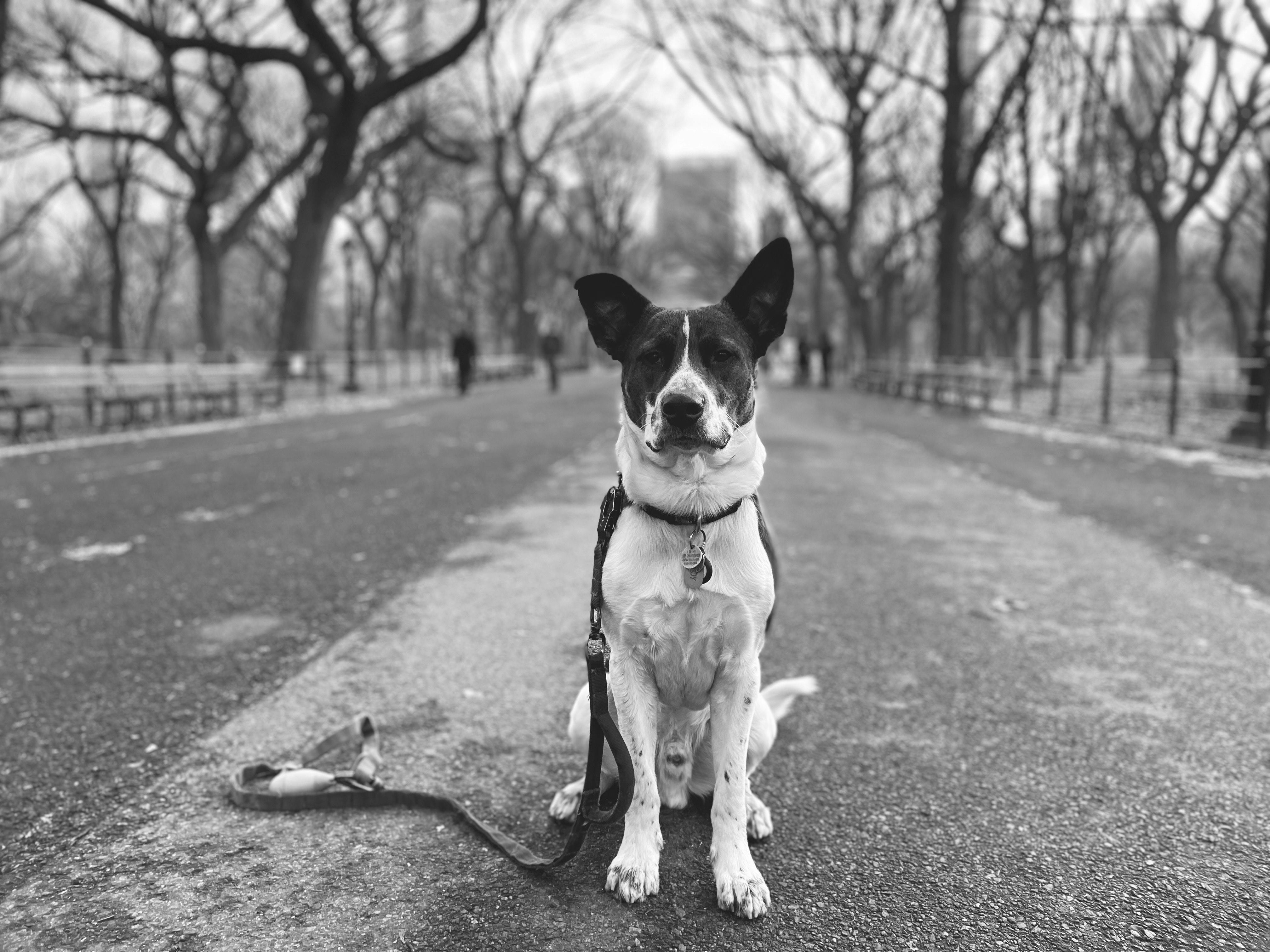 Grayscale Photo of Dogs · Free Stock Photo