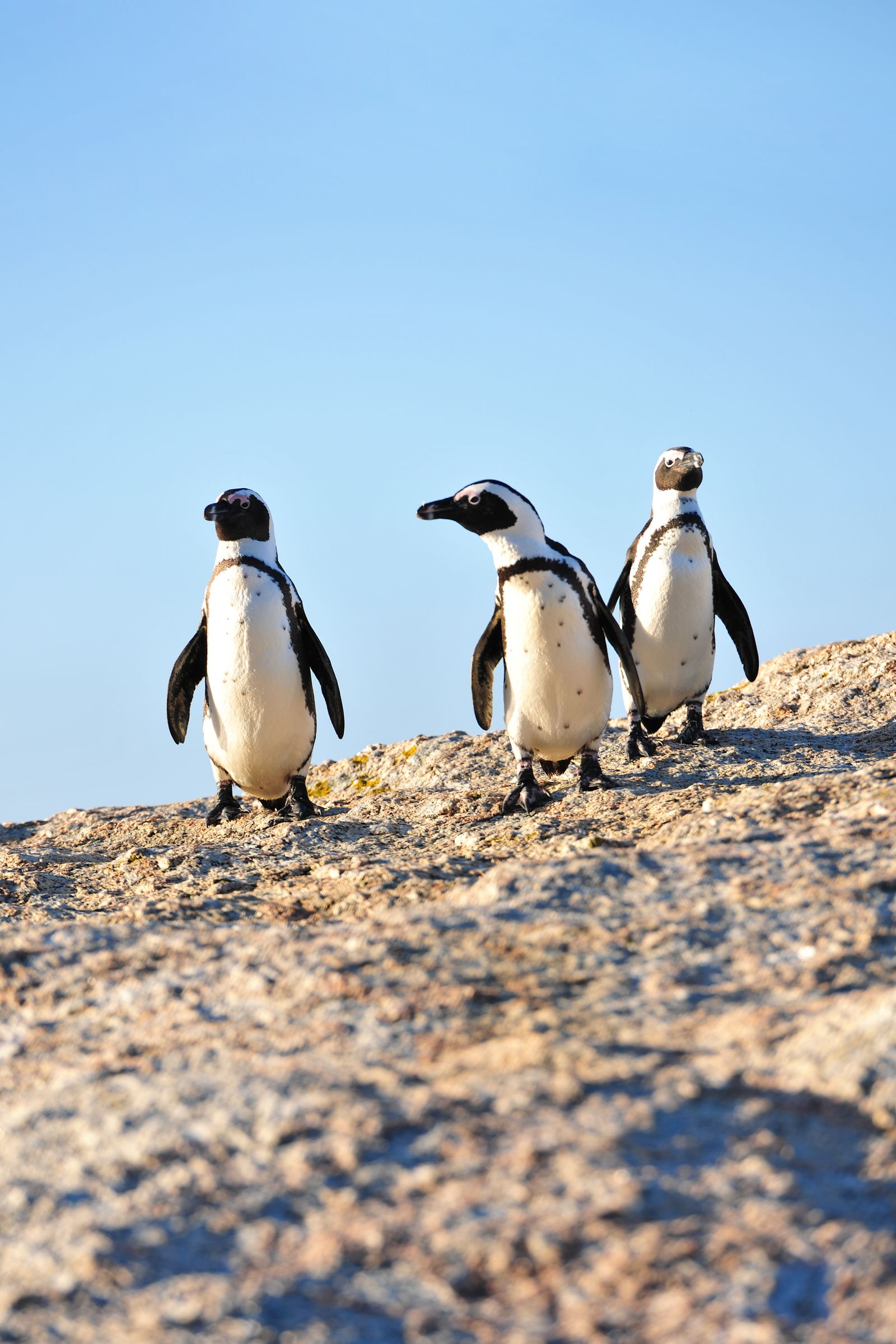 Africa Penguins Photos, Download The BEST Free Africa Penguins Stock ...