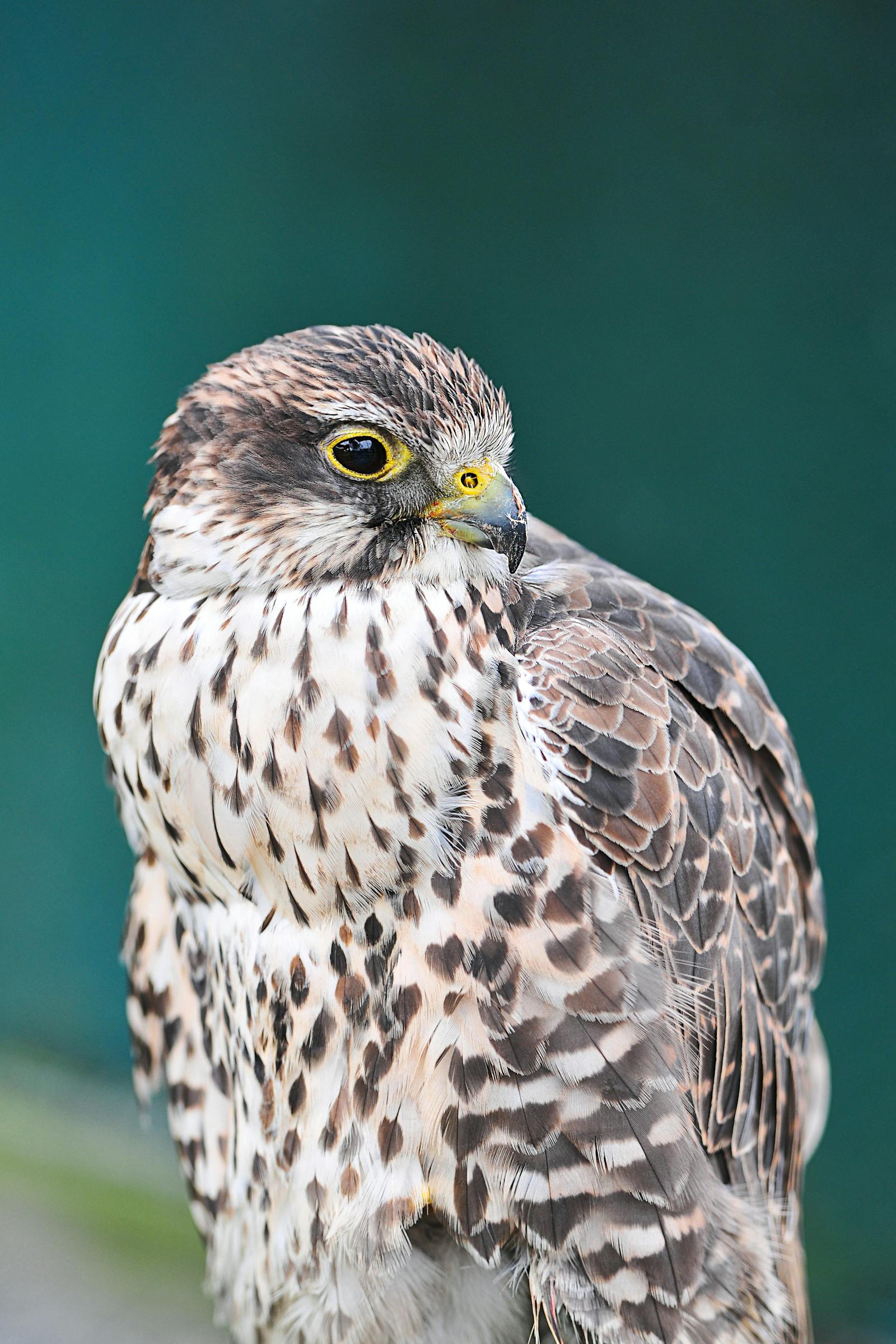 Gyrfalcon Photos, Download The BEST Free Gyrfalcon Stock Photos & HD Images