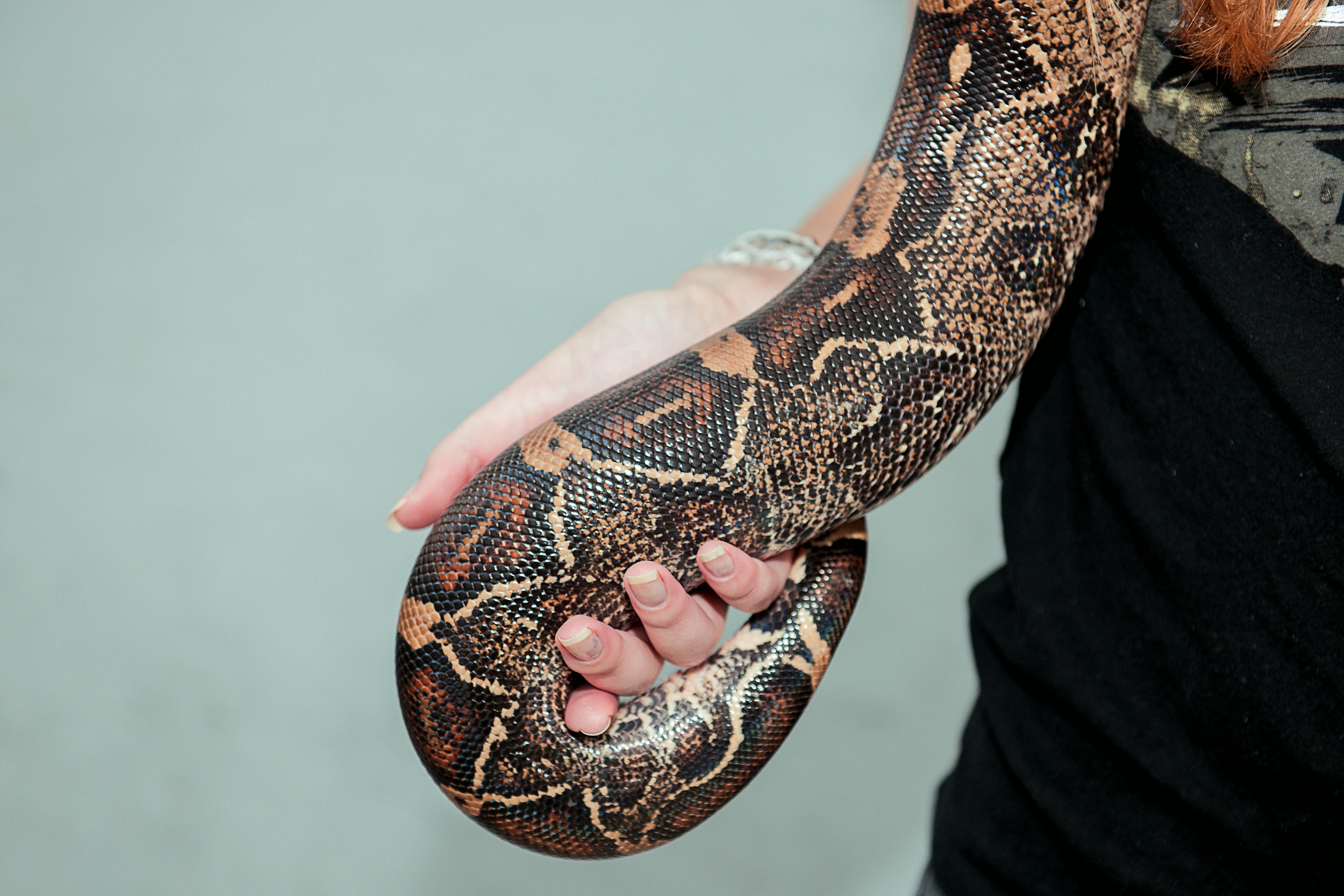 Person Holding Red and Black Snake · Free Stock Photo