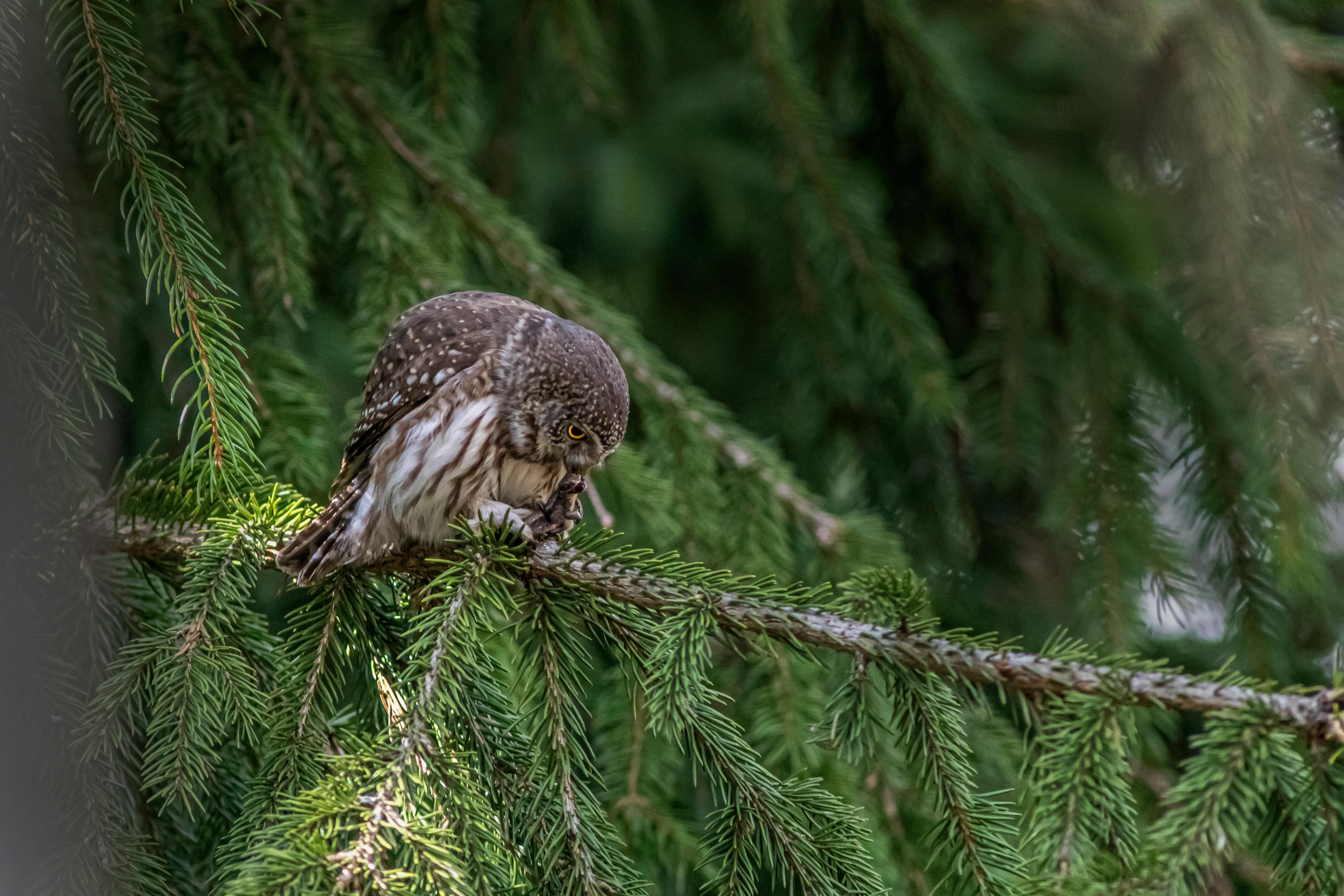 Eurasian Pigmy Owl Perching on Branch · Free Stock Photo