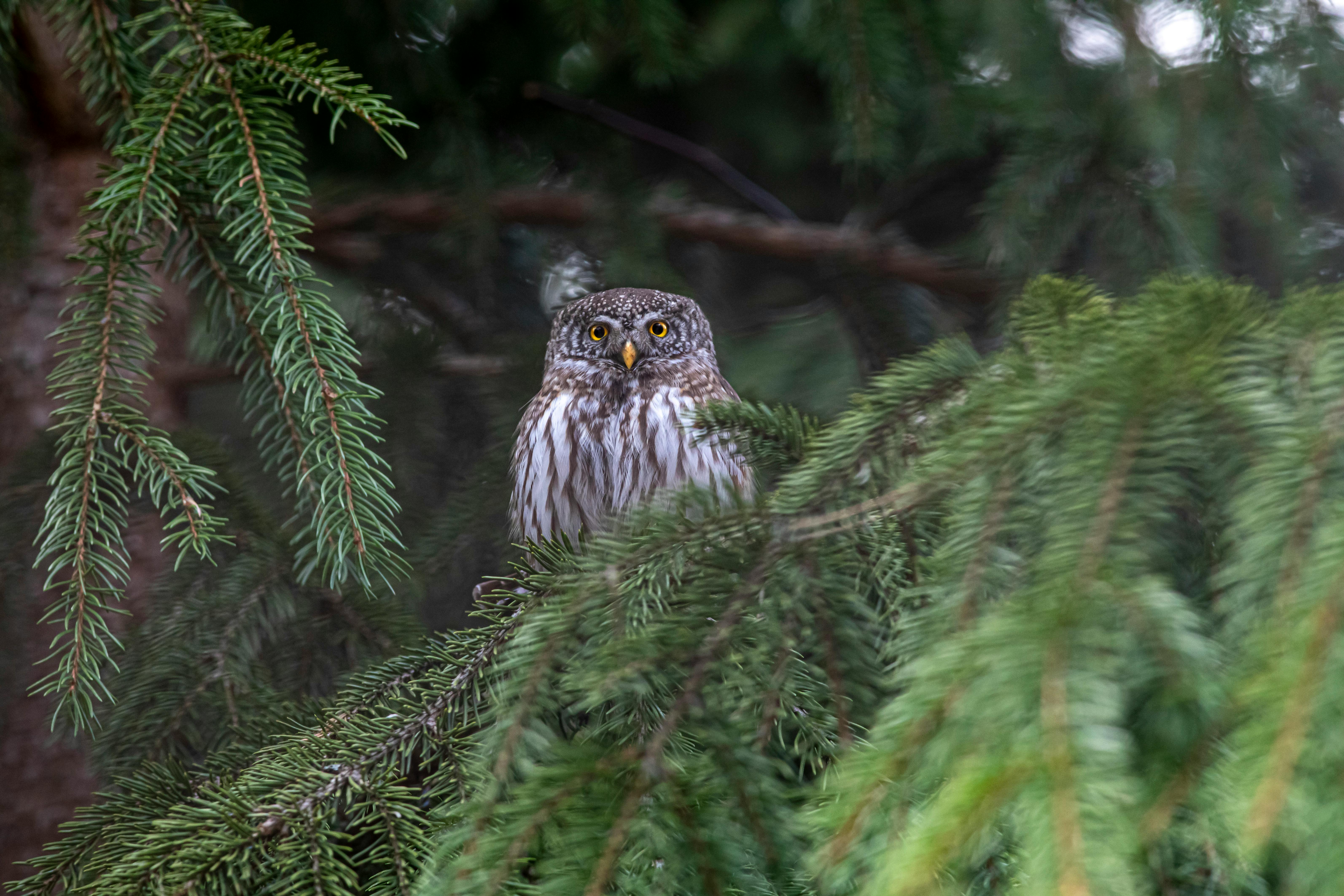 Eurasian Pigmy Owl in Nature · Free Stock Photo