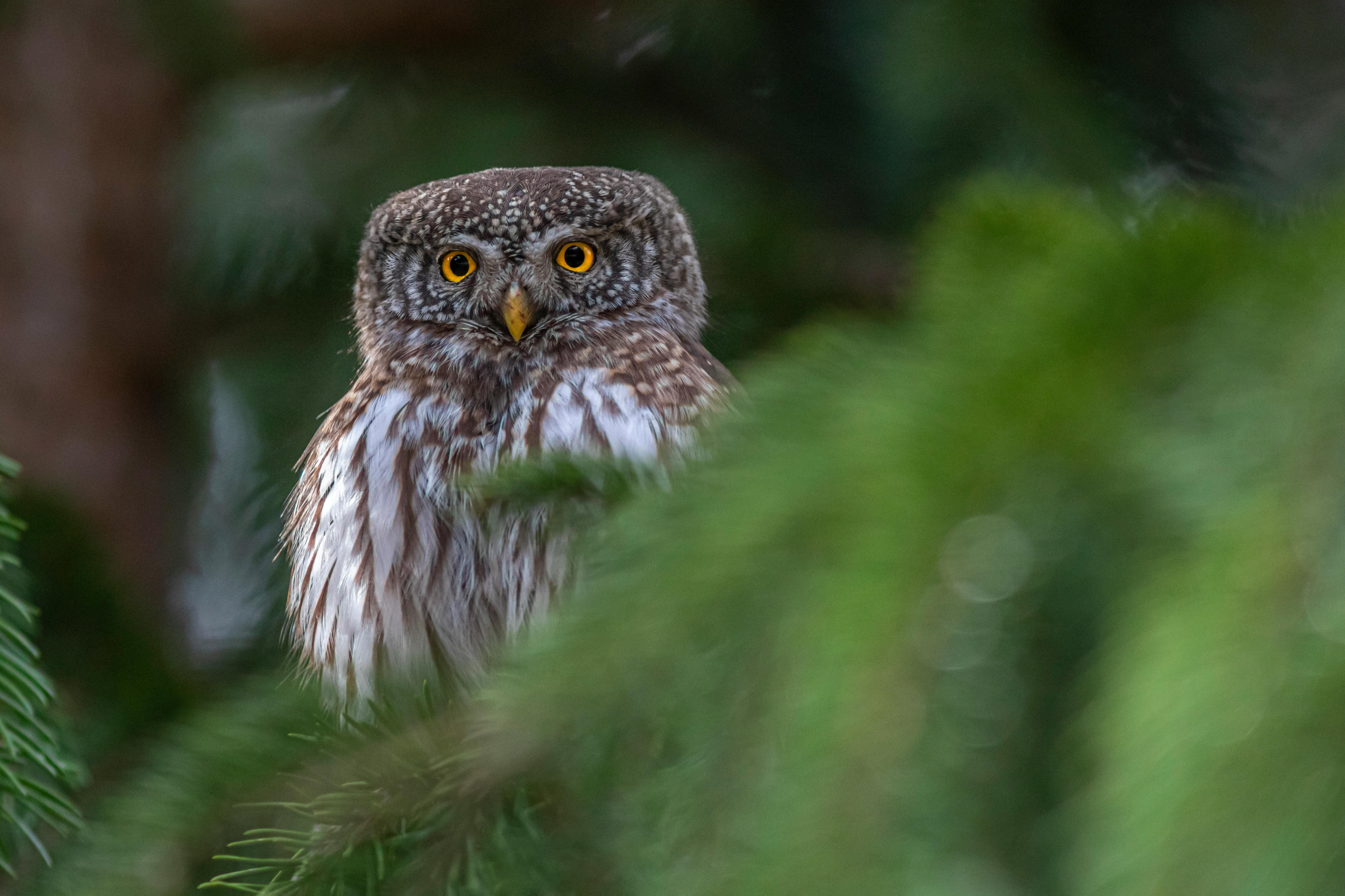 Eurasian Pigmy Owl in Nature · Free Stock Photo