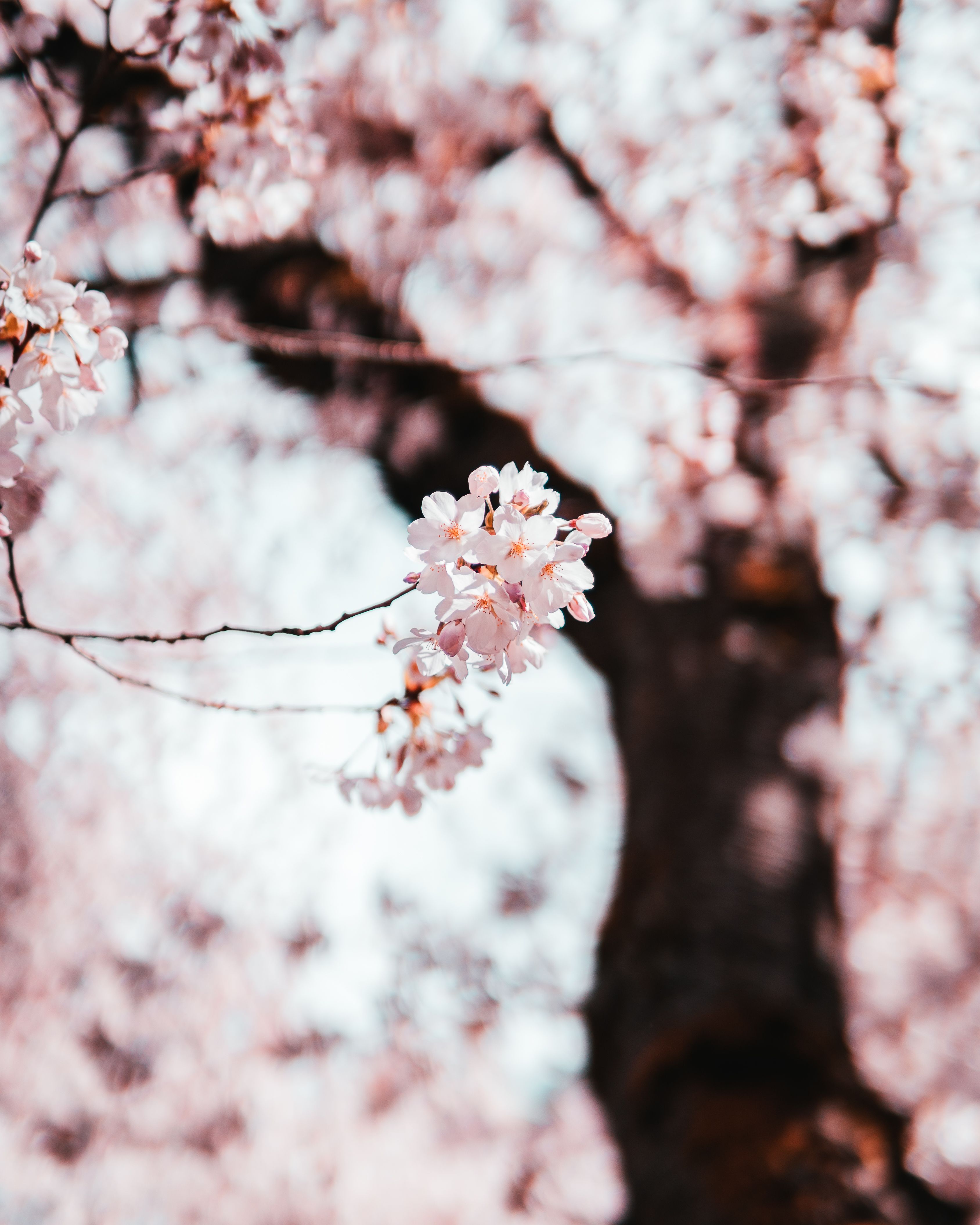 Cherry Blossoming Tree in Spring · Free Stock Photo